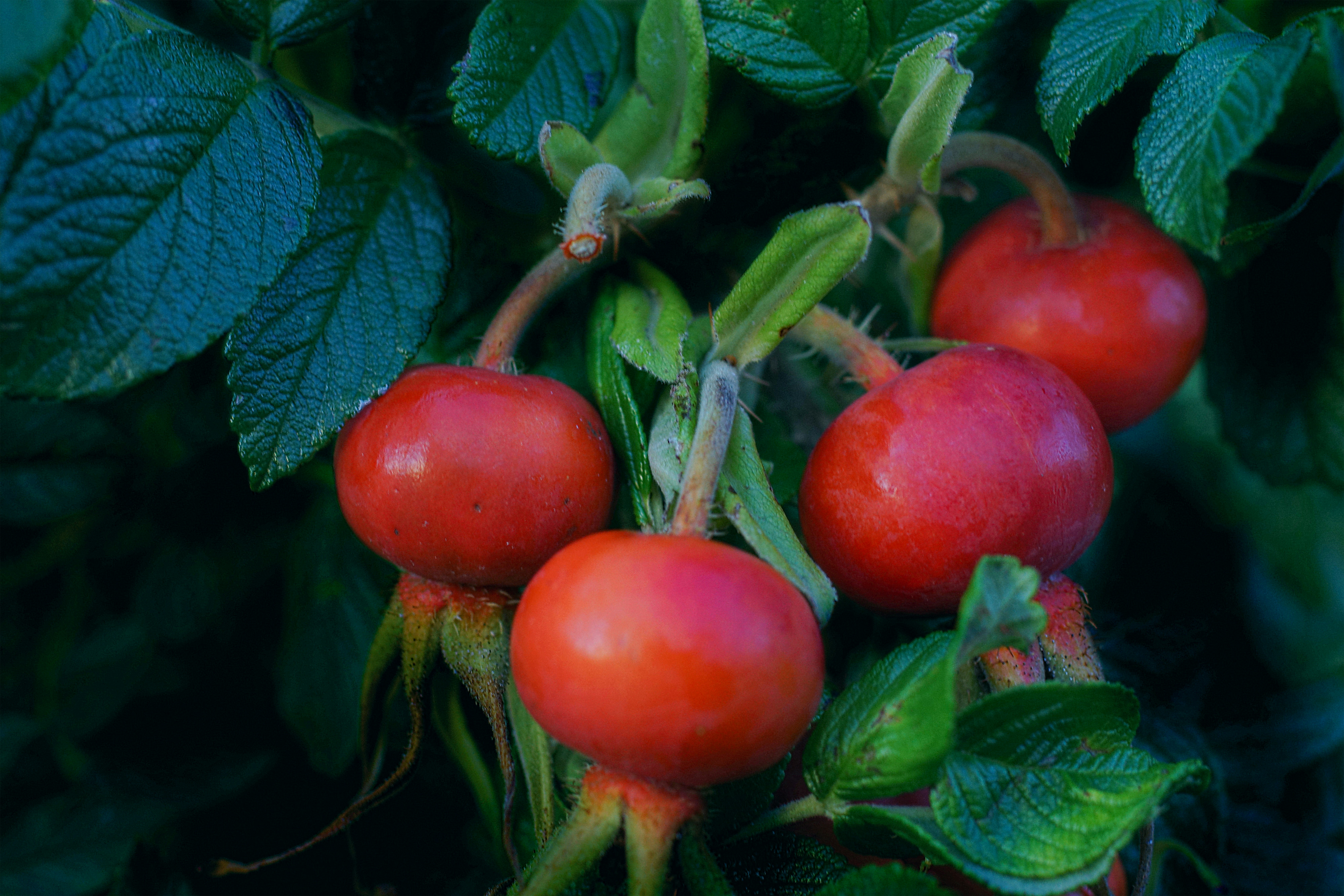 Crimson Rose Hips Crowned by Velvet Foliage