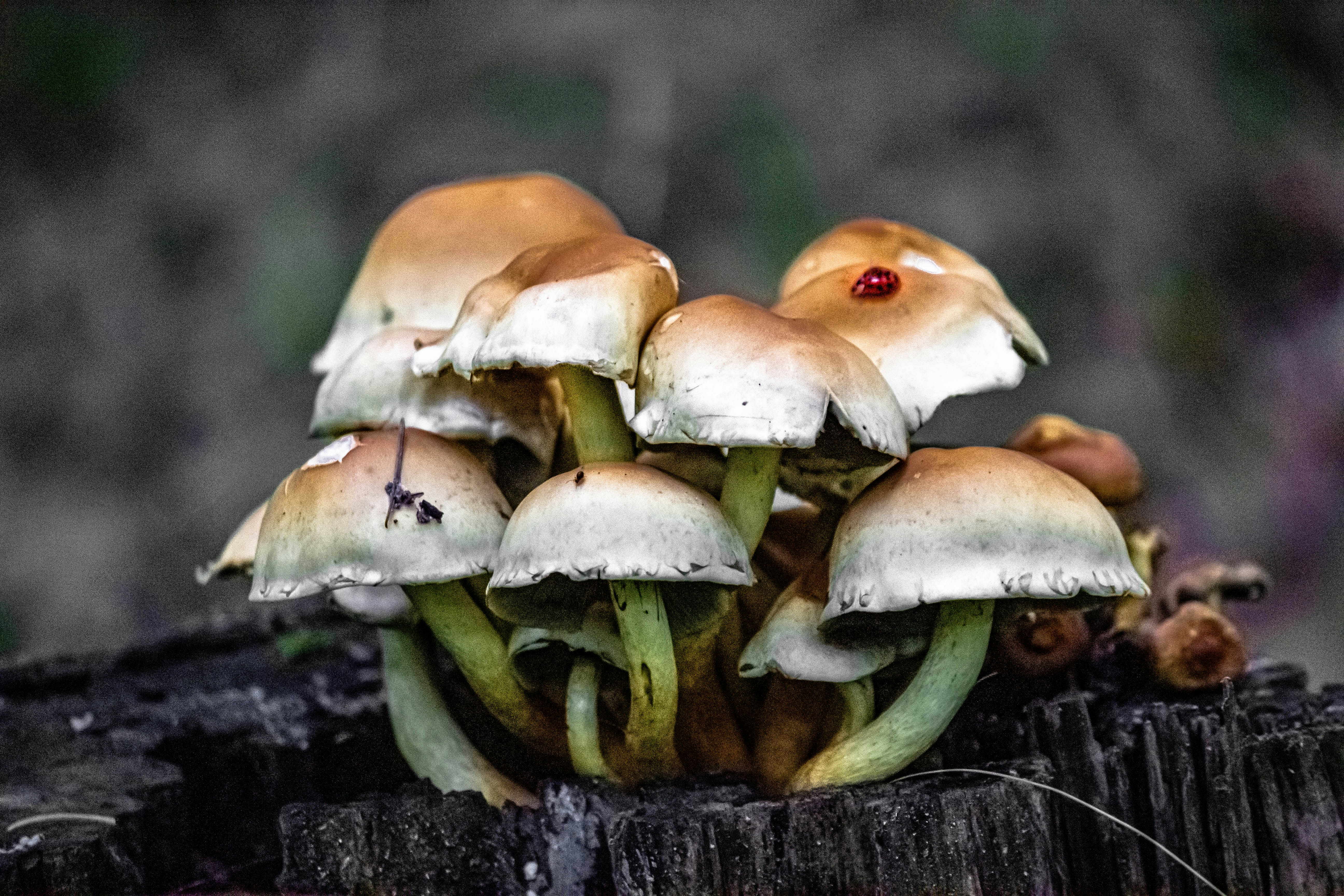 Mushroom in the forest