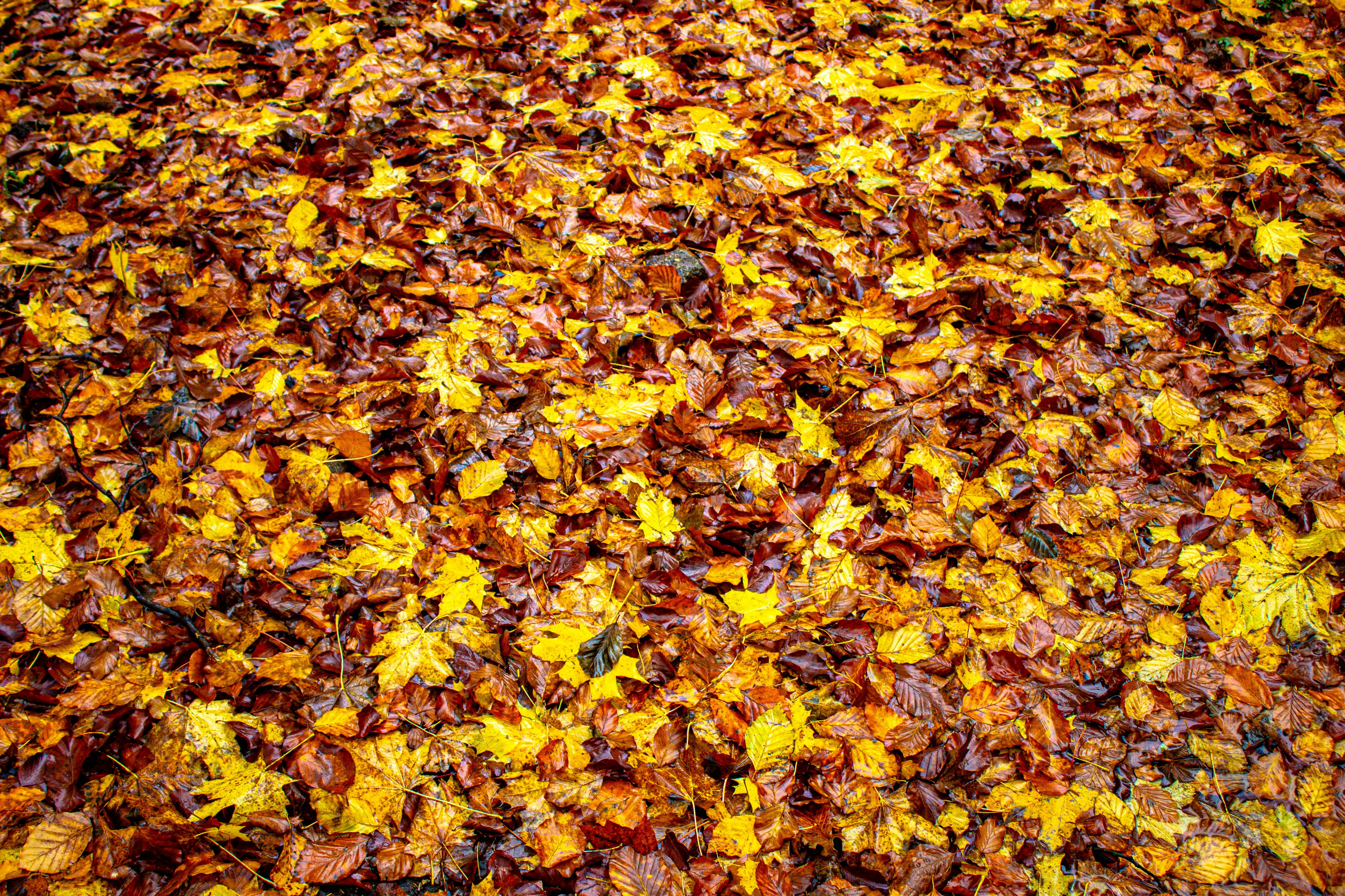 Autumn Carpet: A Field of Golden and Russet Maple Leaves