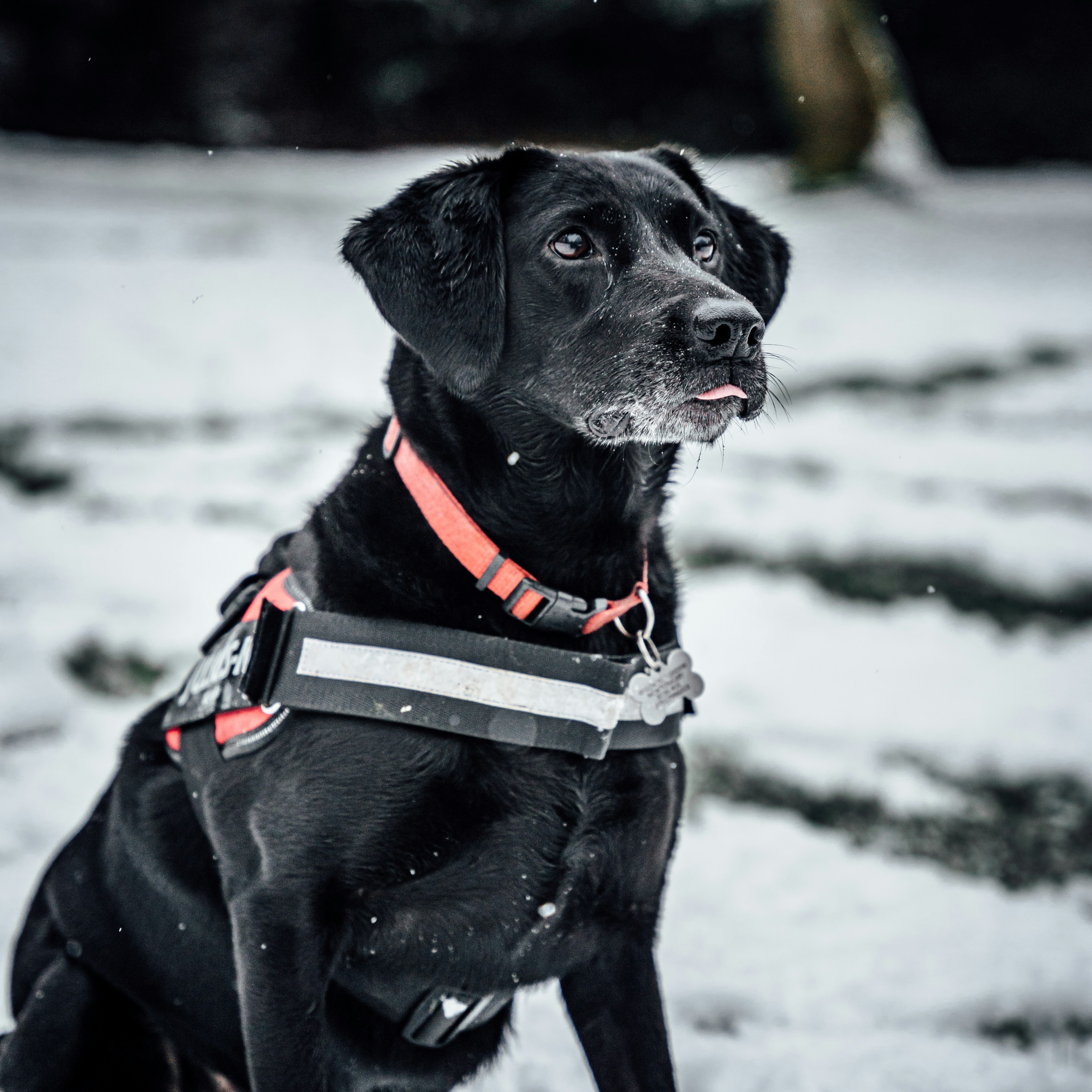 Black labrador retriever with red leash photo – Free Canine Image on ...