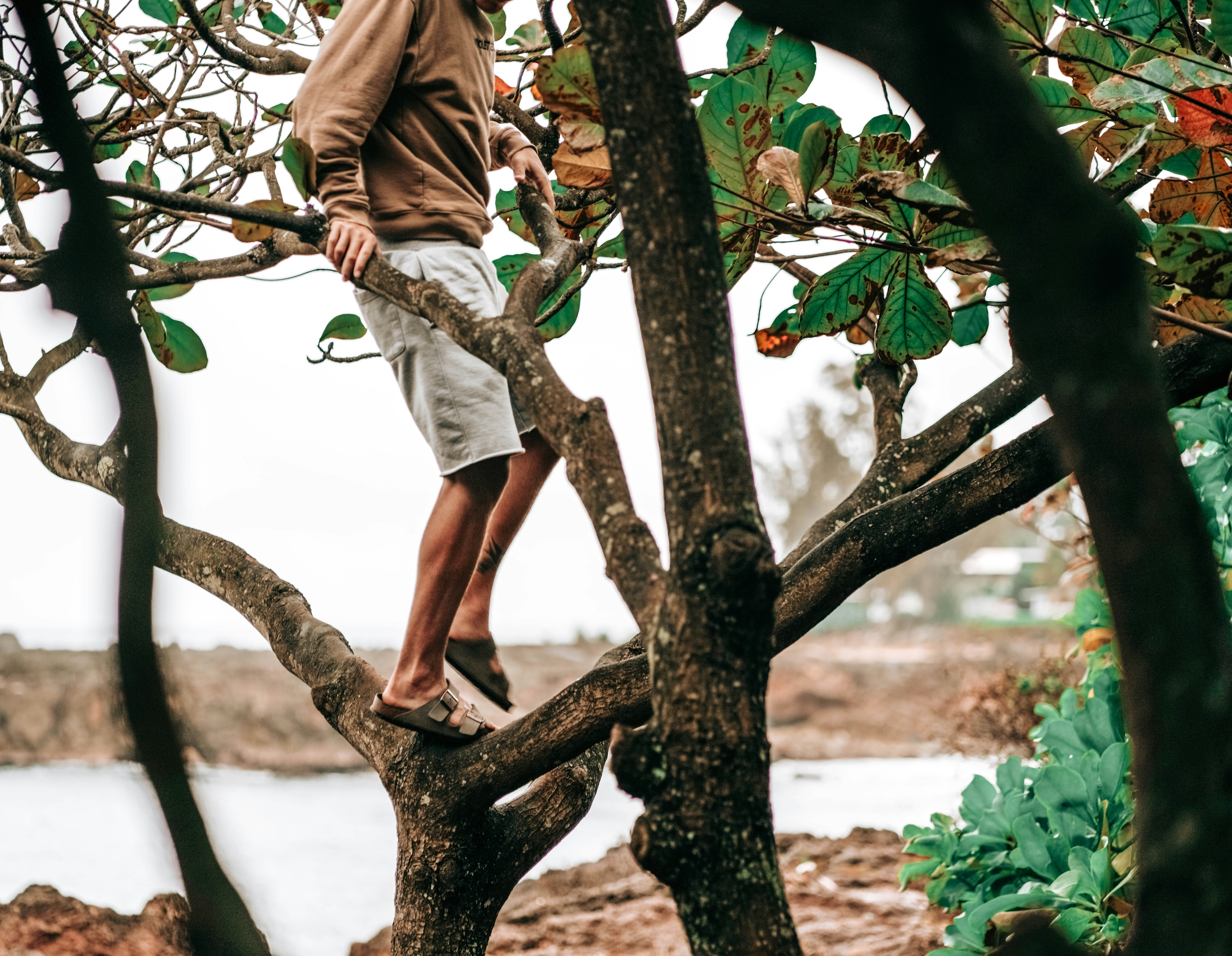 Individual skillfully navigating a tree branch by the water's edge, surrounded by vibrant foliage.