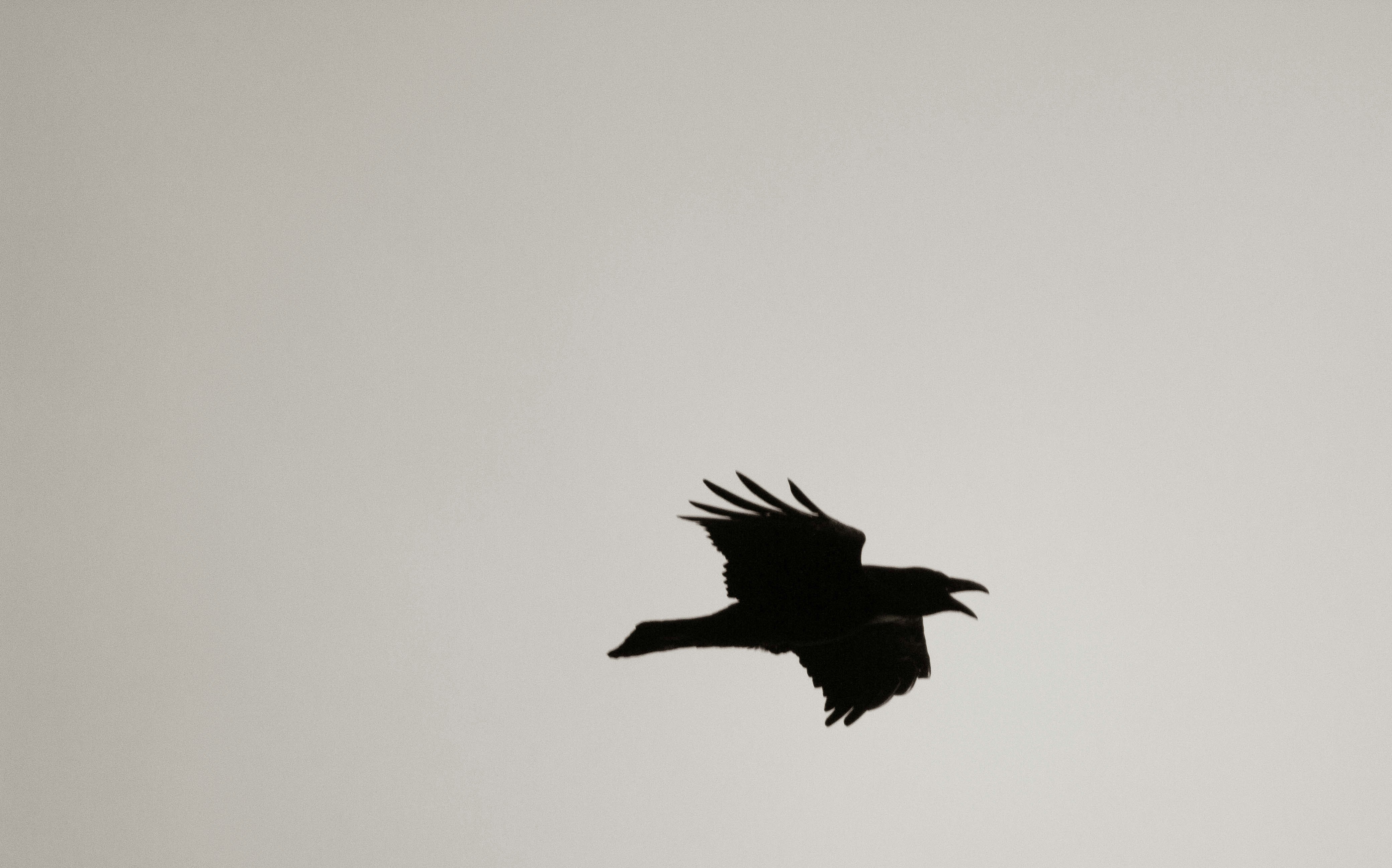 Flying Crow Pictures | Download Free Images on Unsplash