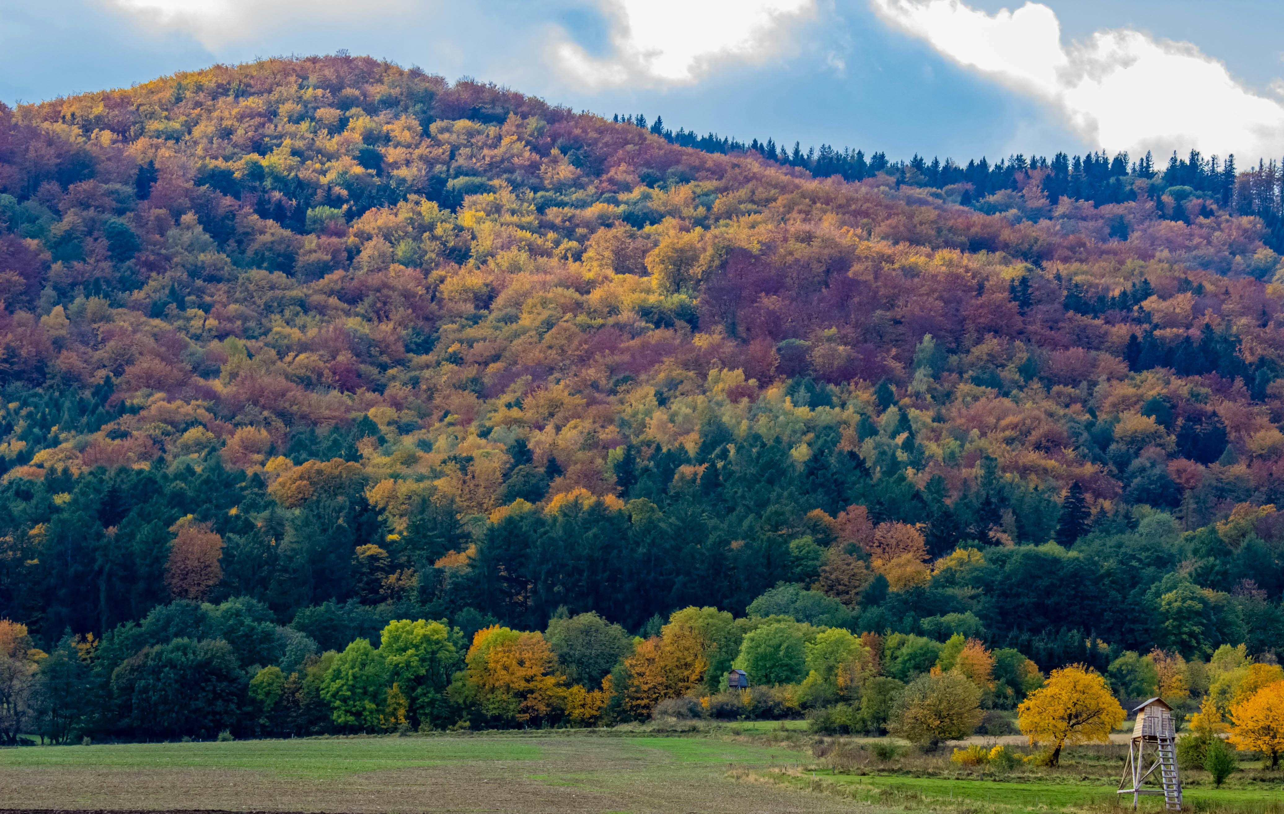 Vibrant autumn foliage blankets a rolling hillside, showcasing a rich palette of oranges, yellows, and greens beneath a dynamic sky.