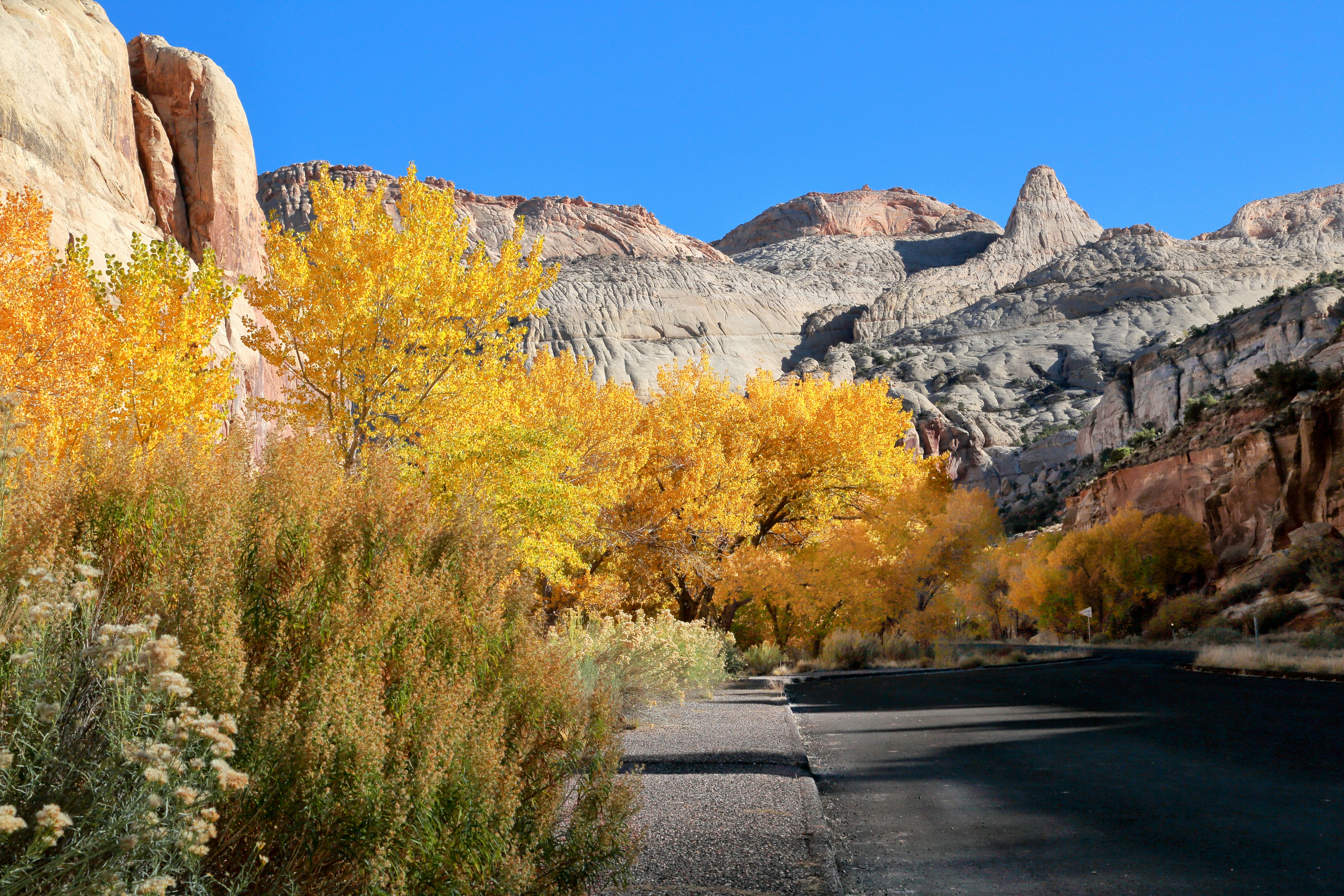 Autumn Canyon Road: Gold-leaved Trees Framing a Blue Skyline