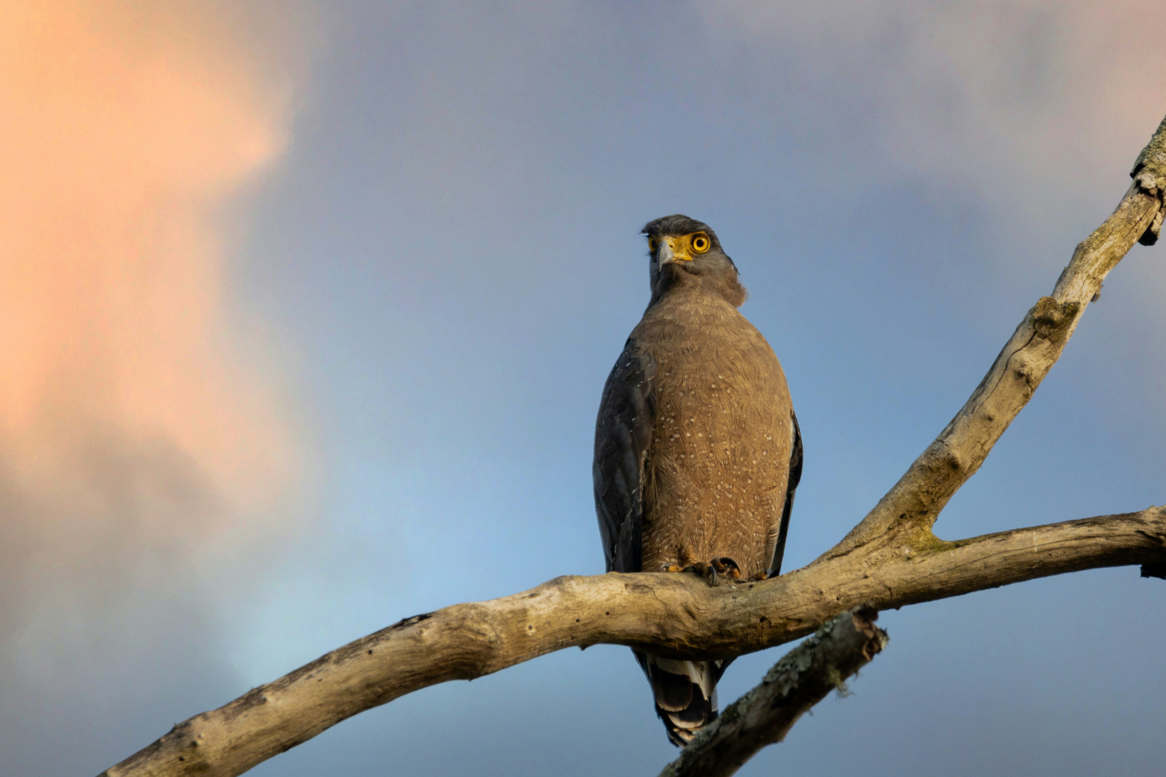 Yellow-Eyed Raptor on a Weathered Limb Against a Cobalt Sky