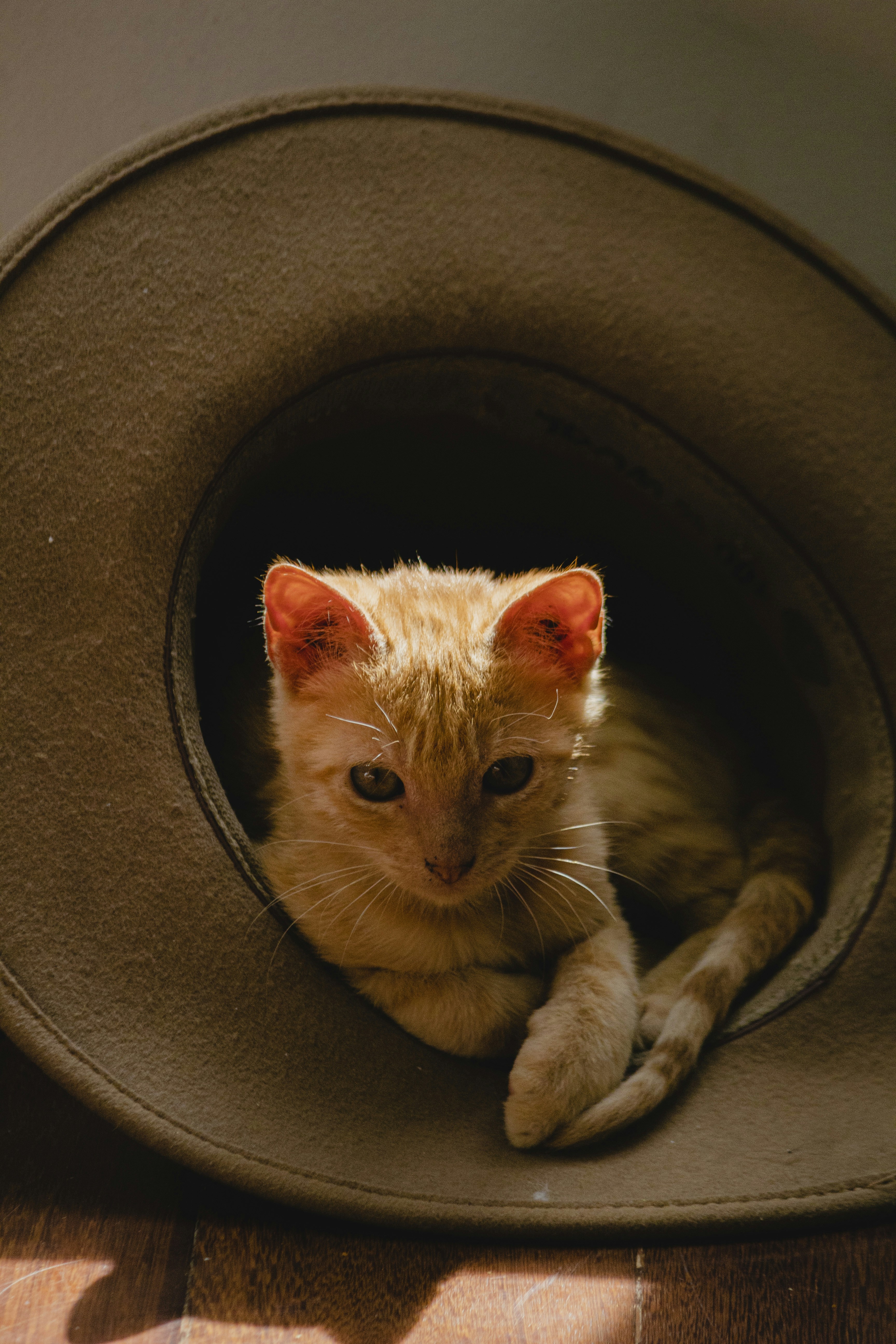 Cozy Confinement: a Orange Kitten Peeks from a Tube