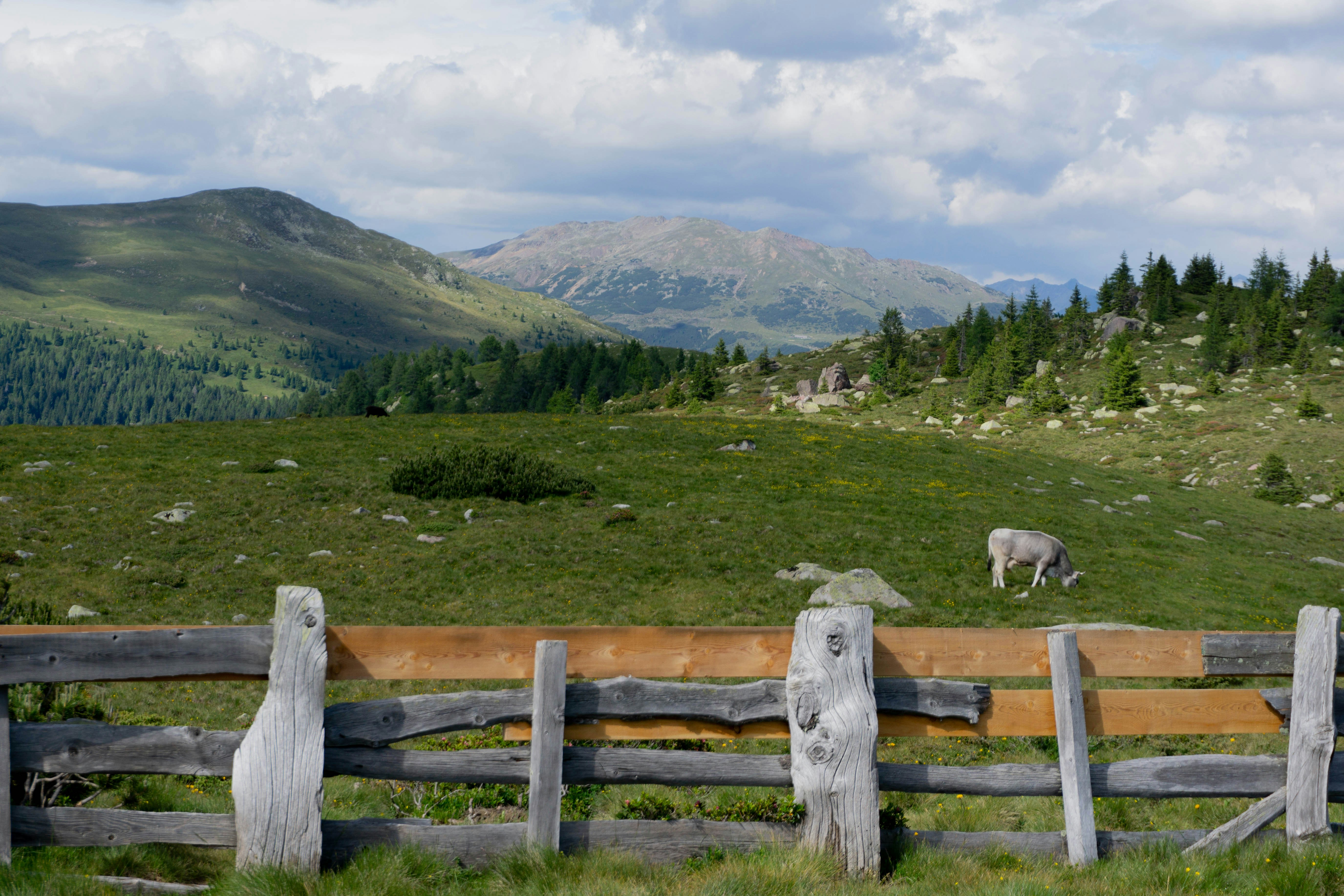 Grazing in the Alpine Light by the Weathered Fence