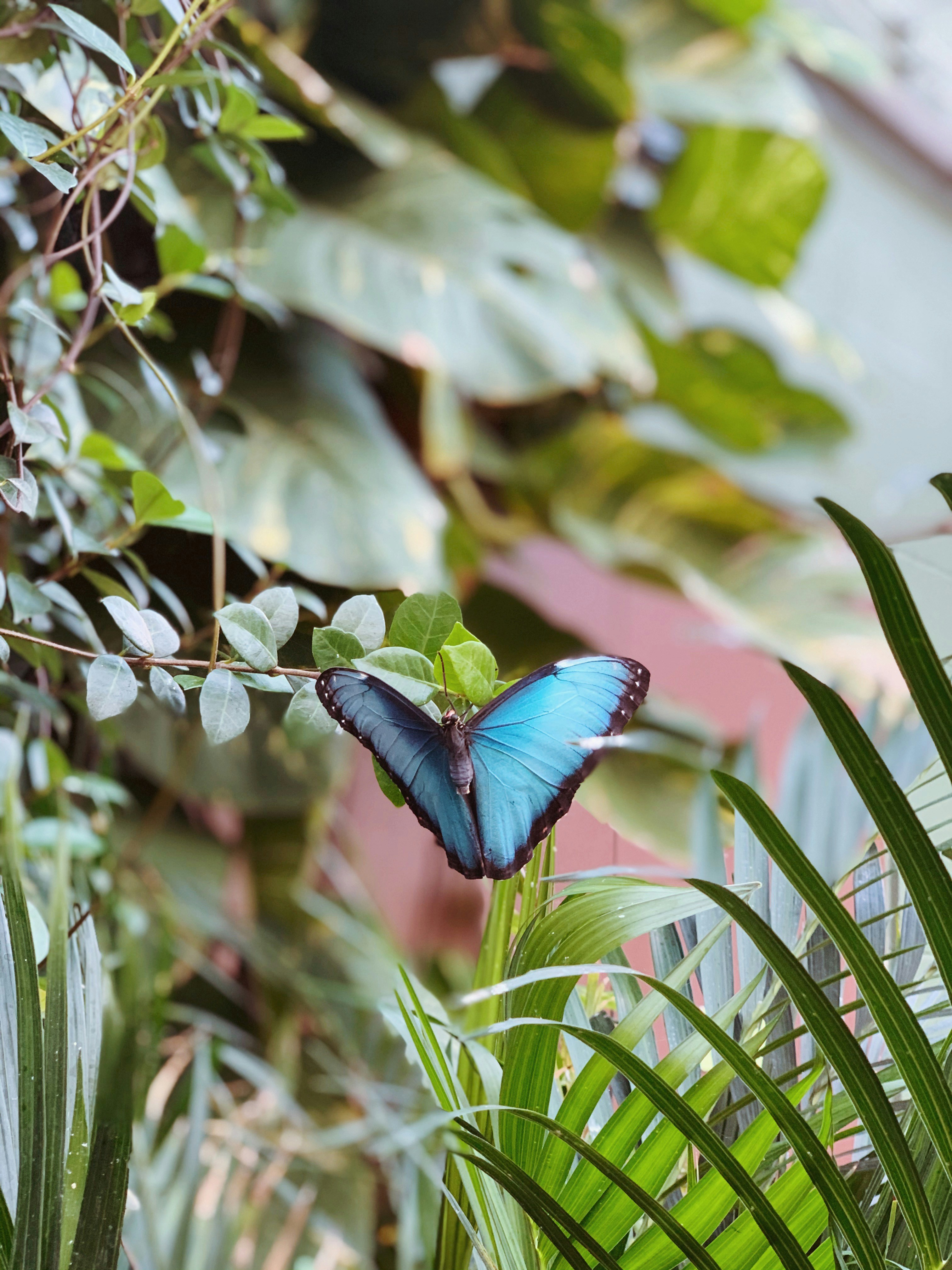 Azure Wings Among Verdant Tendrils