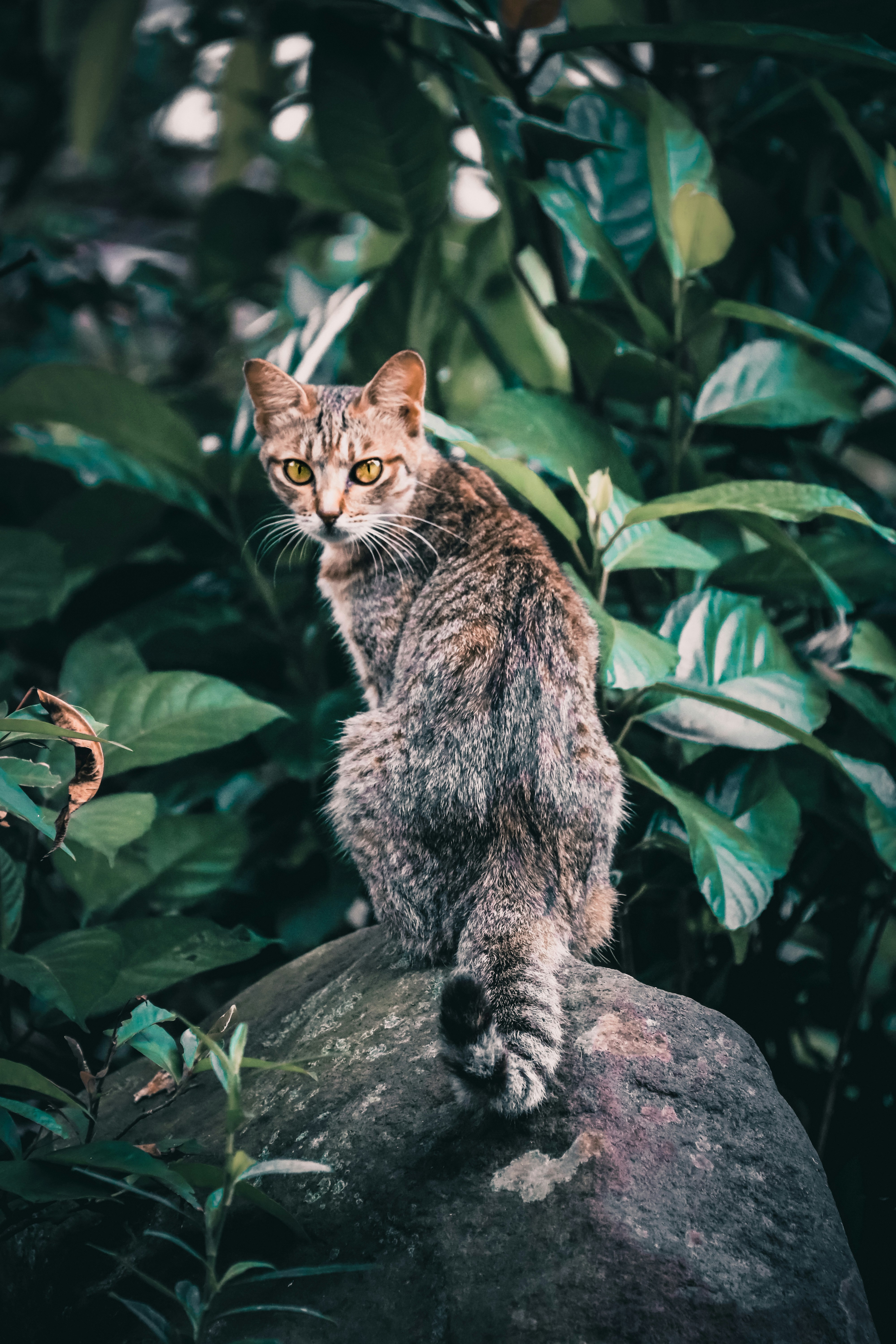 Jungle Cat Pictures | Download Free Images on Unsplash