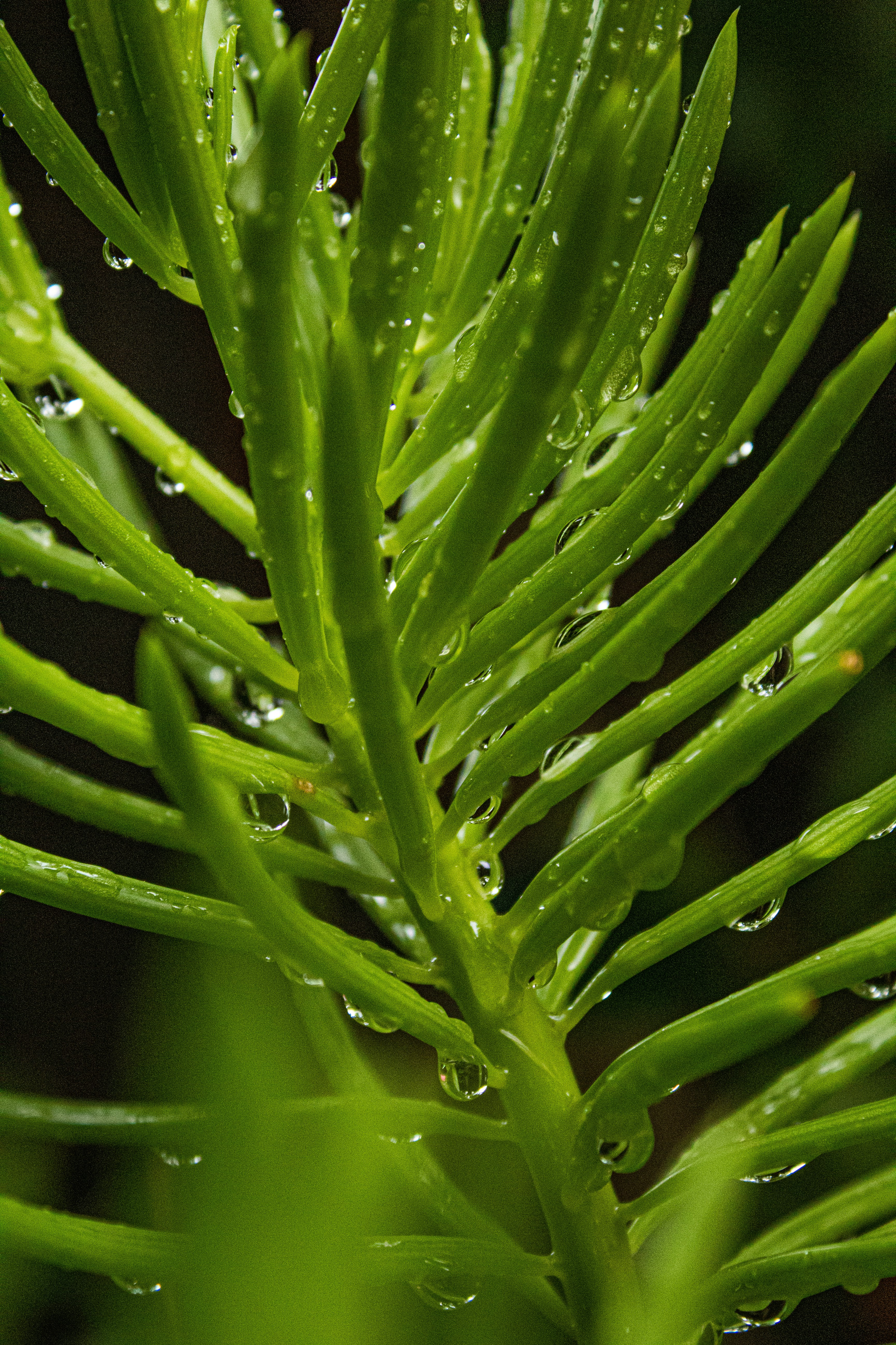 Close-up of a green plant with droplets of water clinging to its leaves, showcasing the intricate details of nature's design.