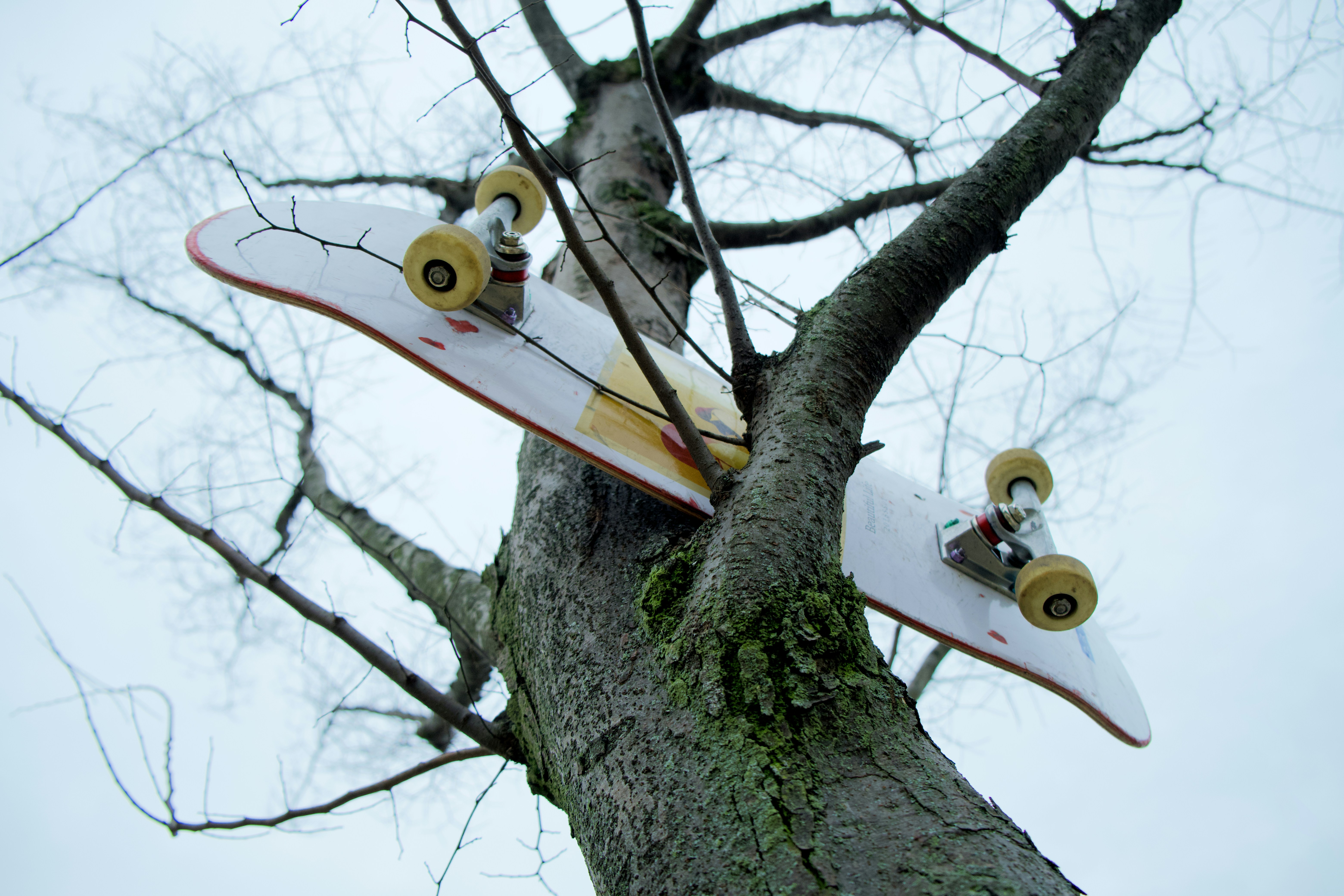 Perched Board in the Moss: a longboard wedged high between bare branches