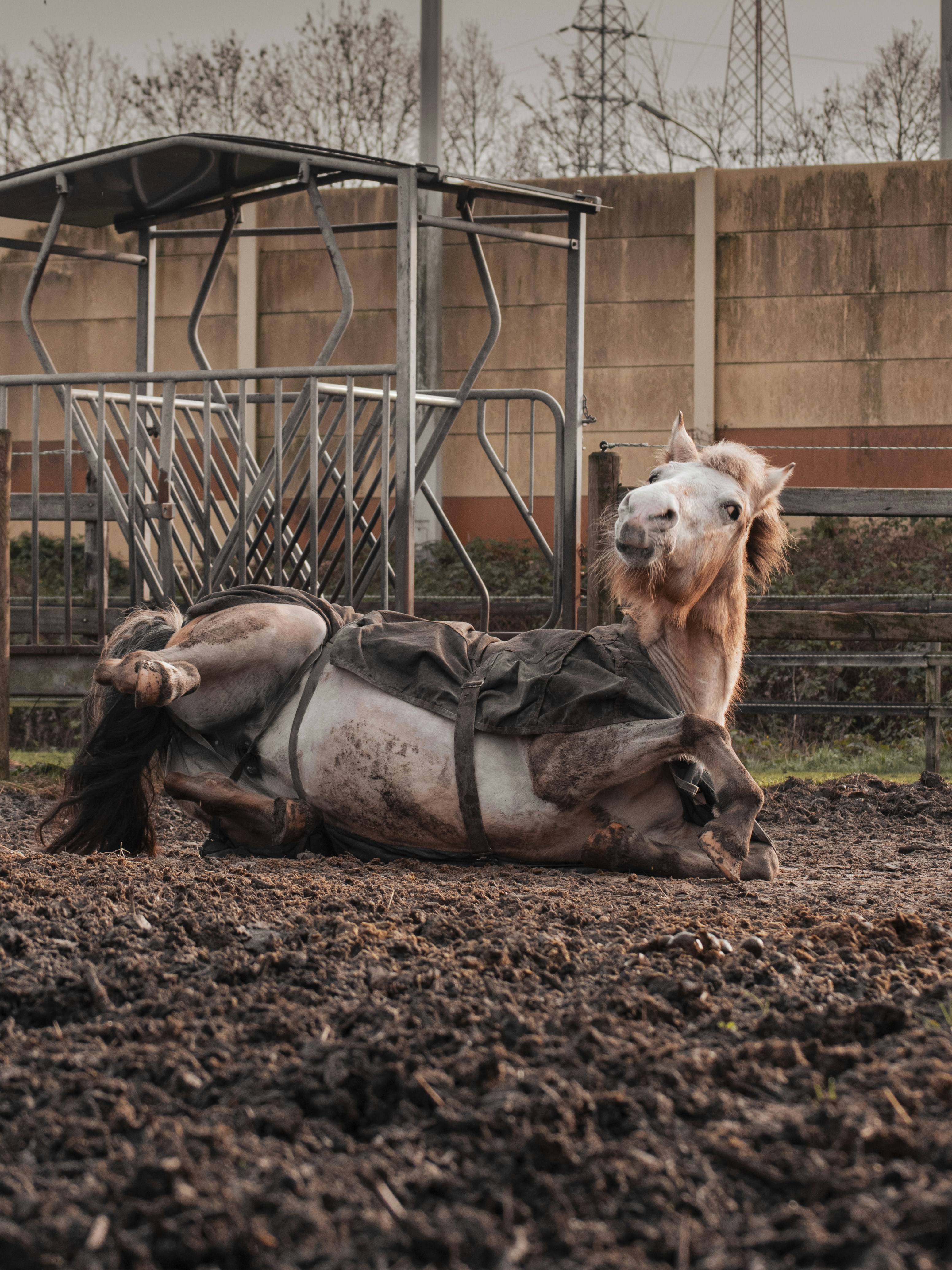 Grounded in Mud: A Resting Horse Finds Calm Amid Barnyard Turmoil