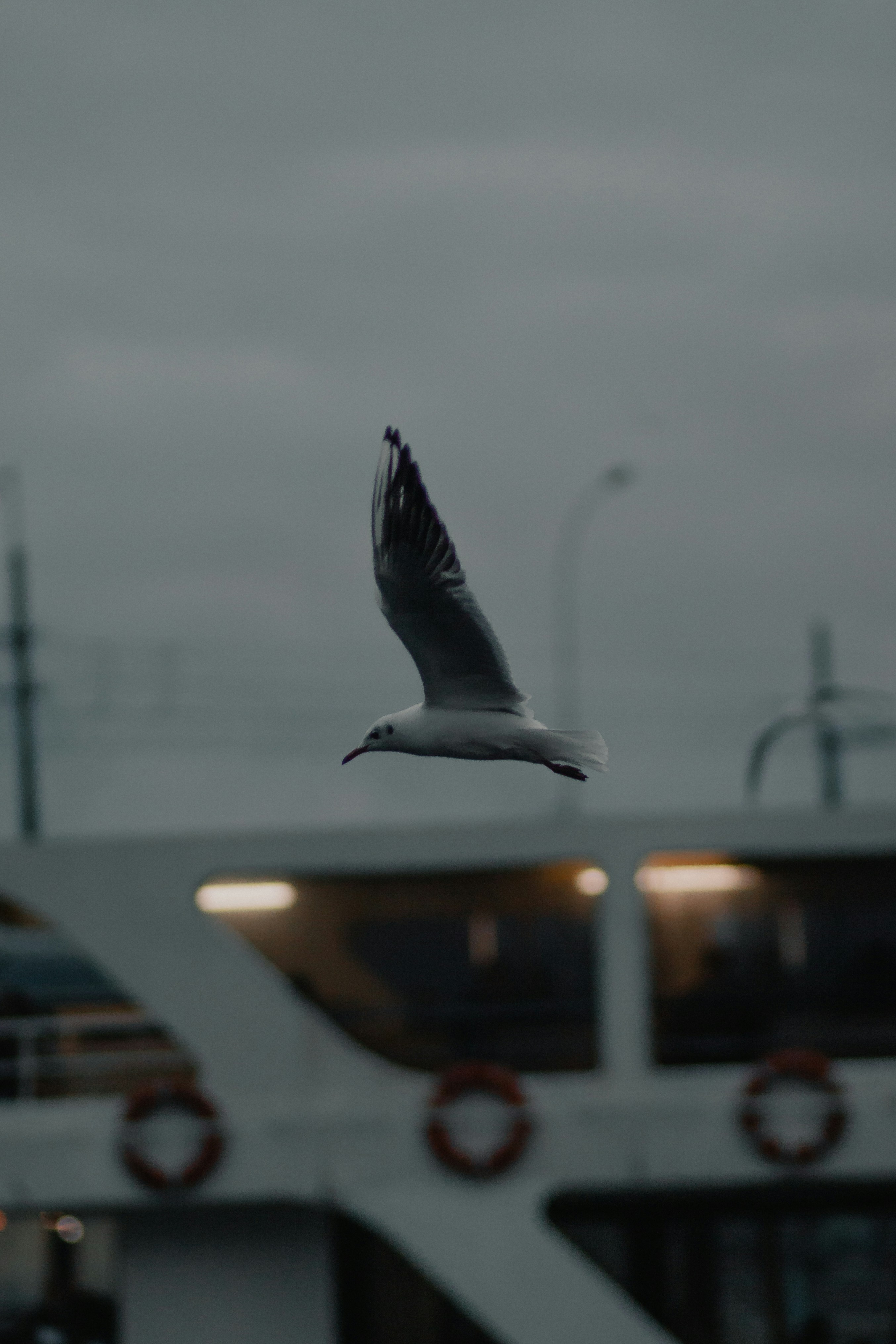 Gull in Mid-Glide Above a Moored Ferry Under Gray Skies