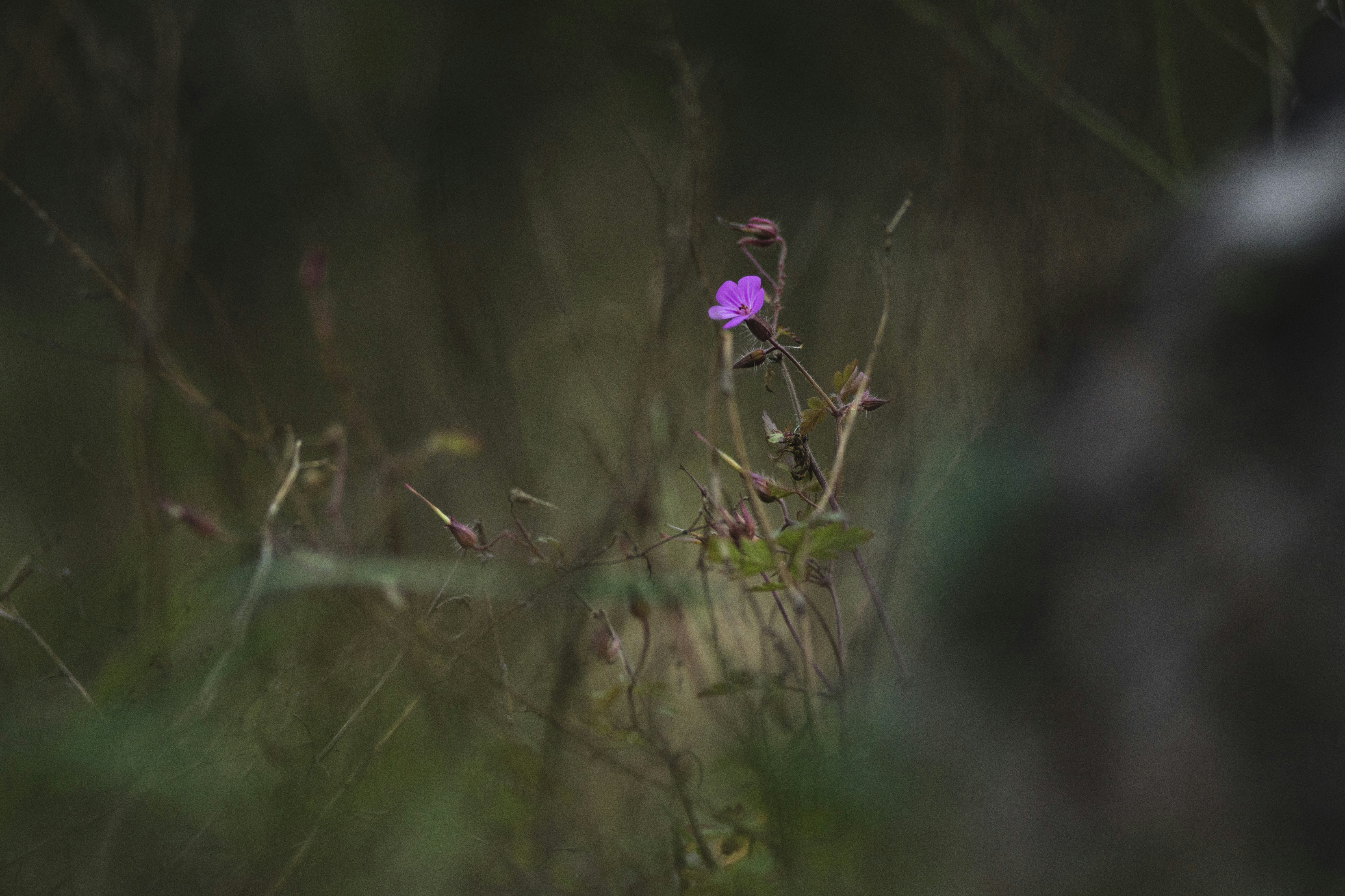 A solitary pink bloom pierces a tangle of brambles