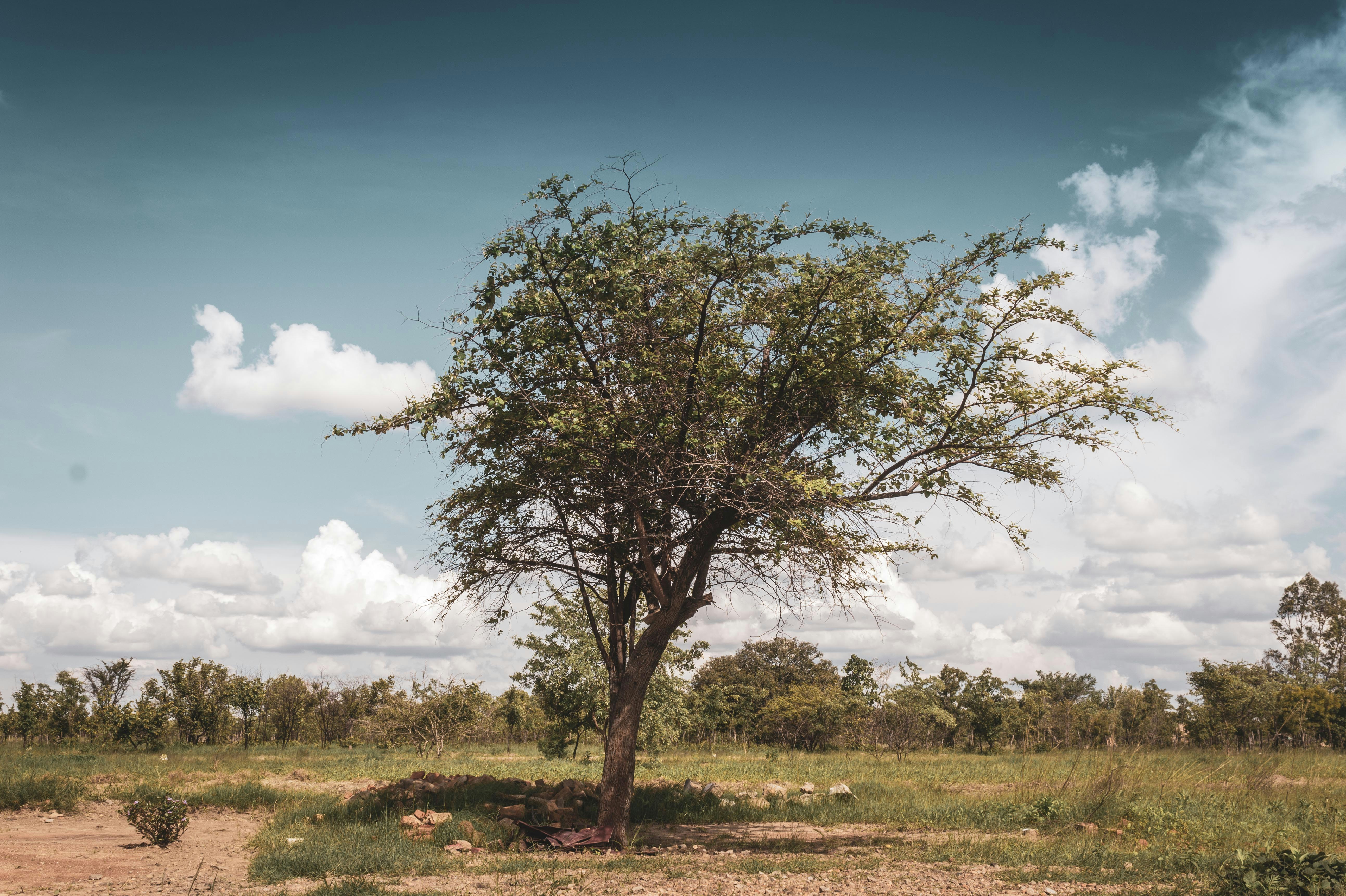 African Tree Pictures | Download Free Images on Unsplash