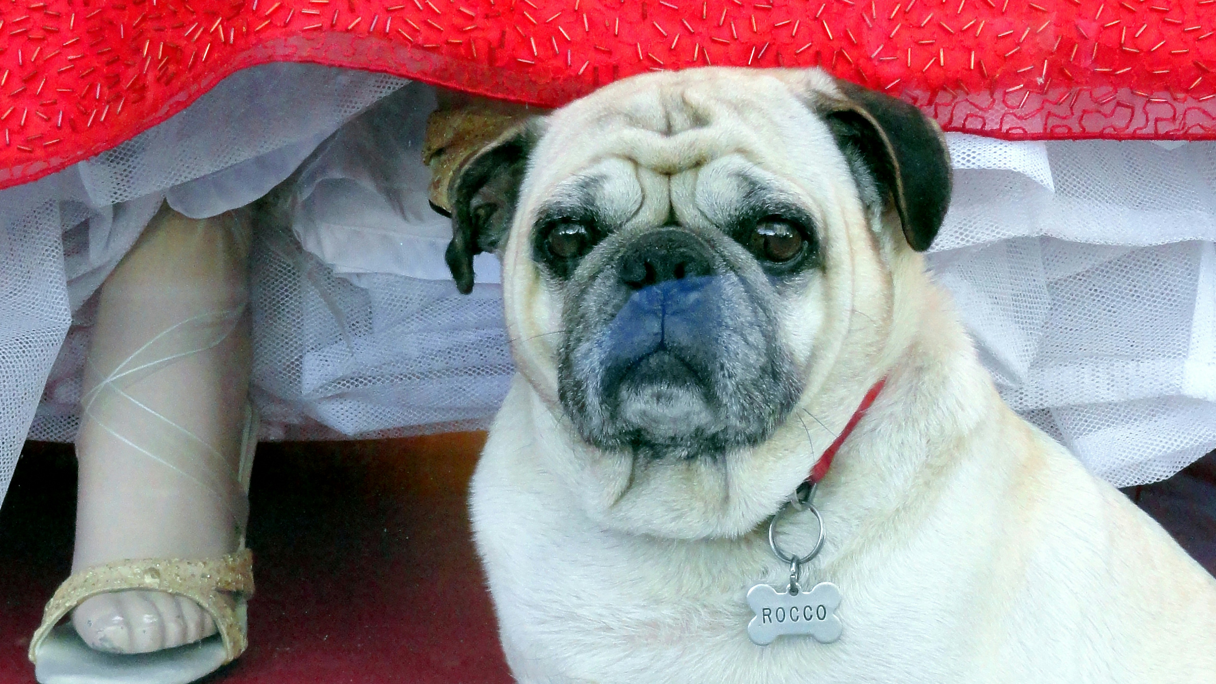 Close-up of a pug under a red blanket, wearing a collar with a 'ROCCO' tag. Photograph.