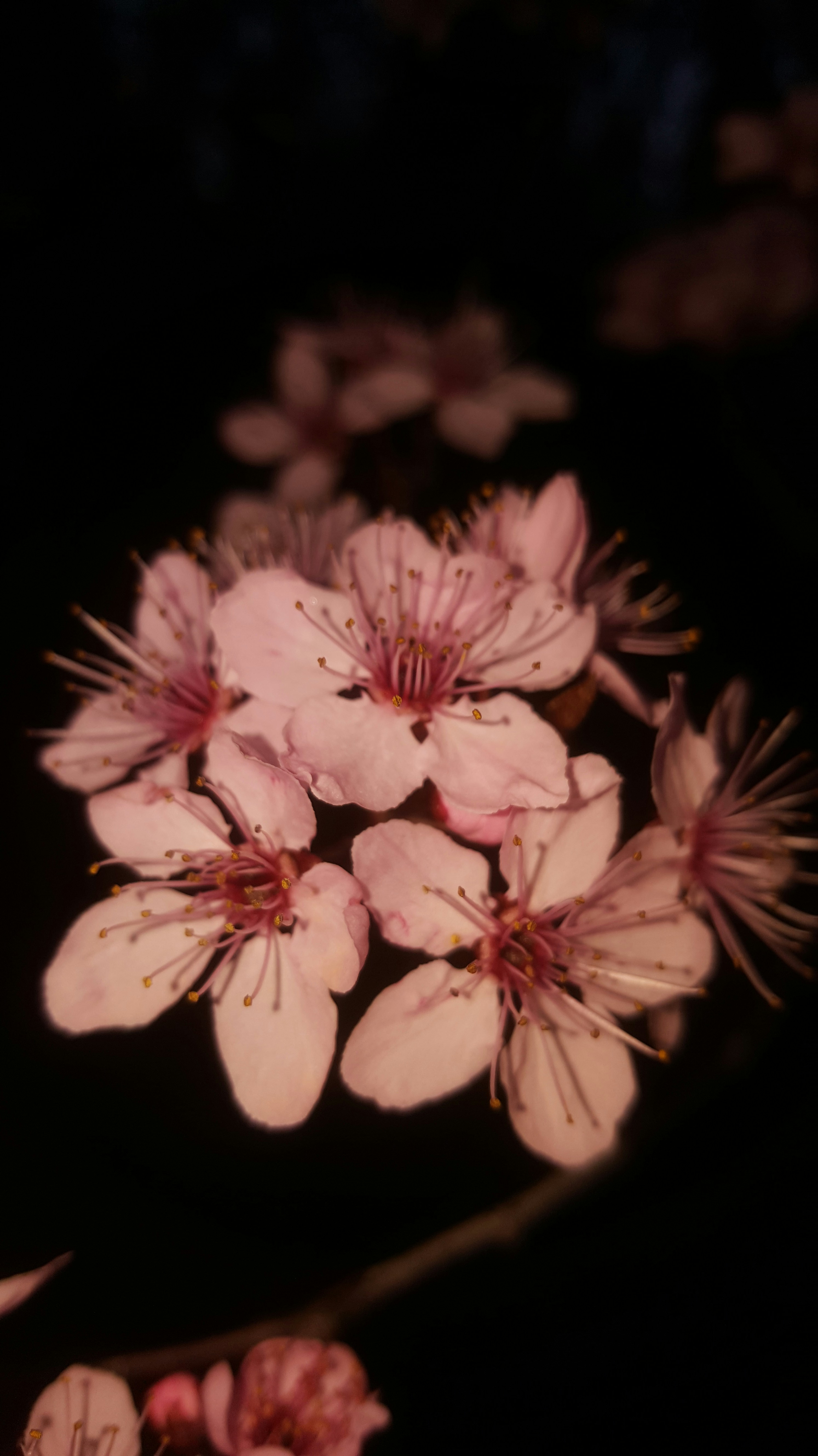 Delicate pink cherry blossoms illuminated against a dark background, showcasing intricate details and soft textures.