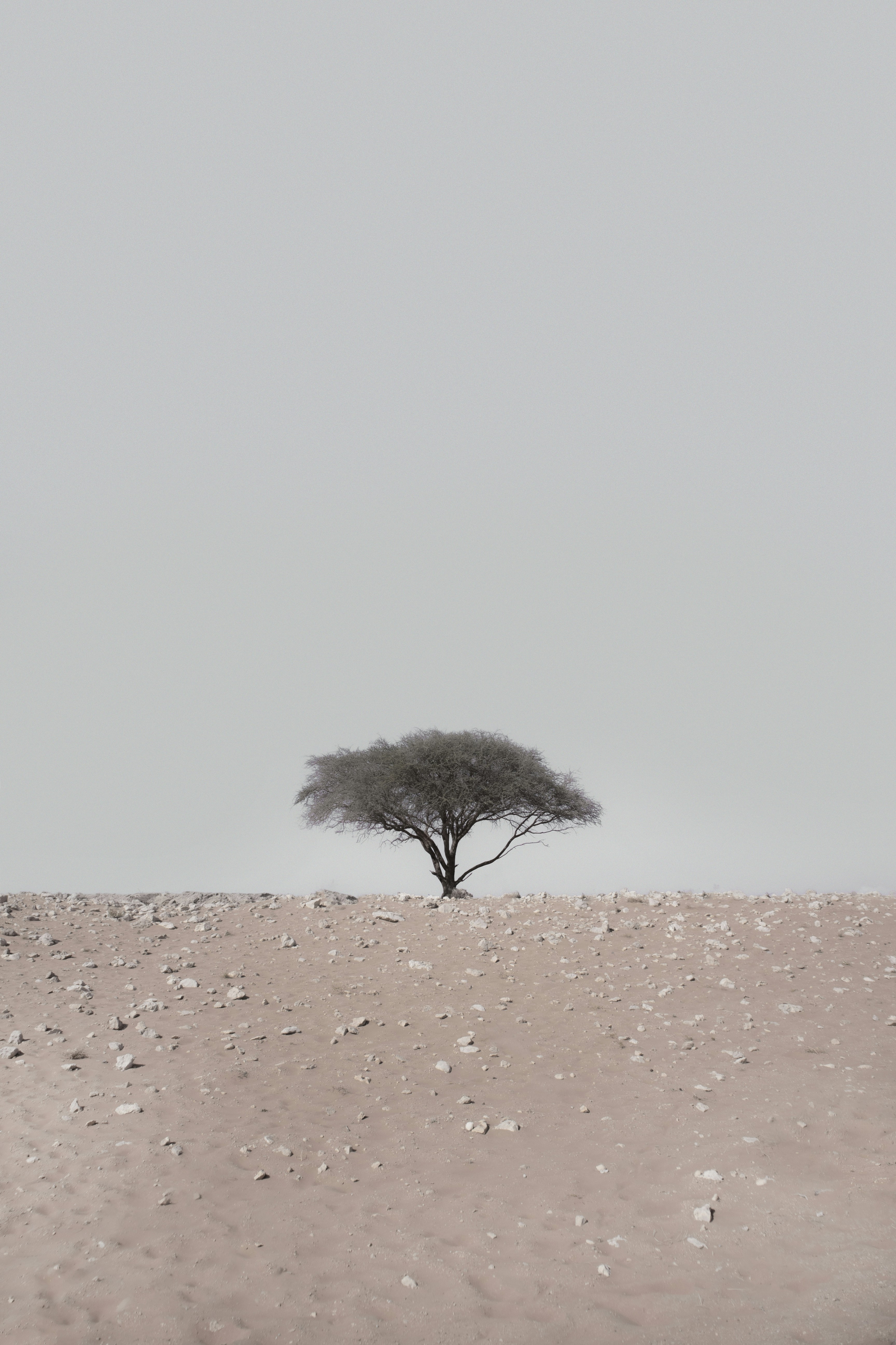 A lone tree stands against a muted sky, surrounded by an arid expanse of earth. The stark contrast highlights the resilience of nature.