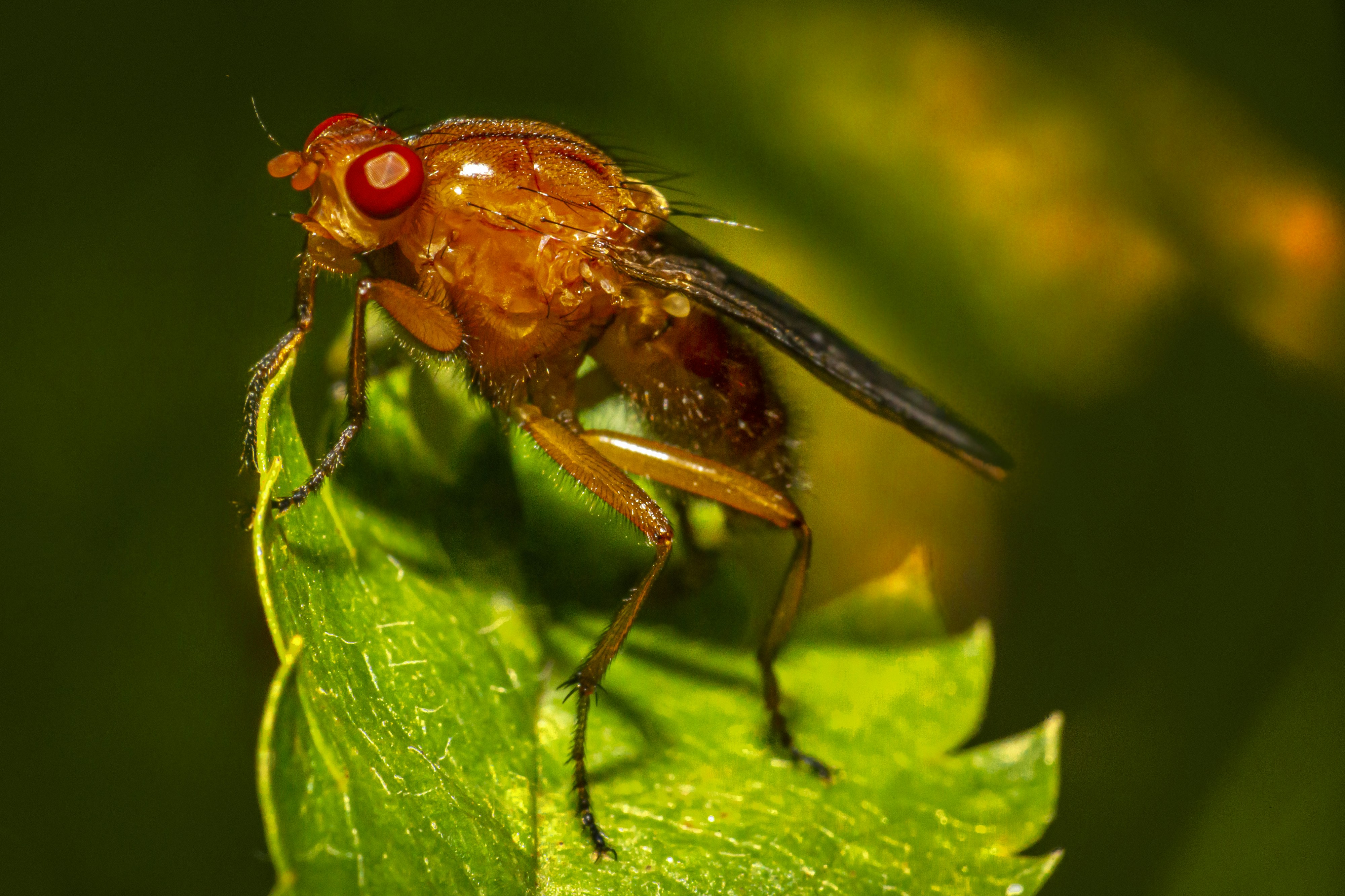 A close up of a fly on a leaf photo – Free Harju county Image on Unsplash