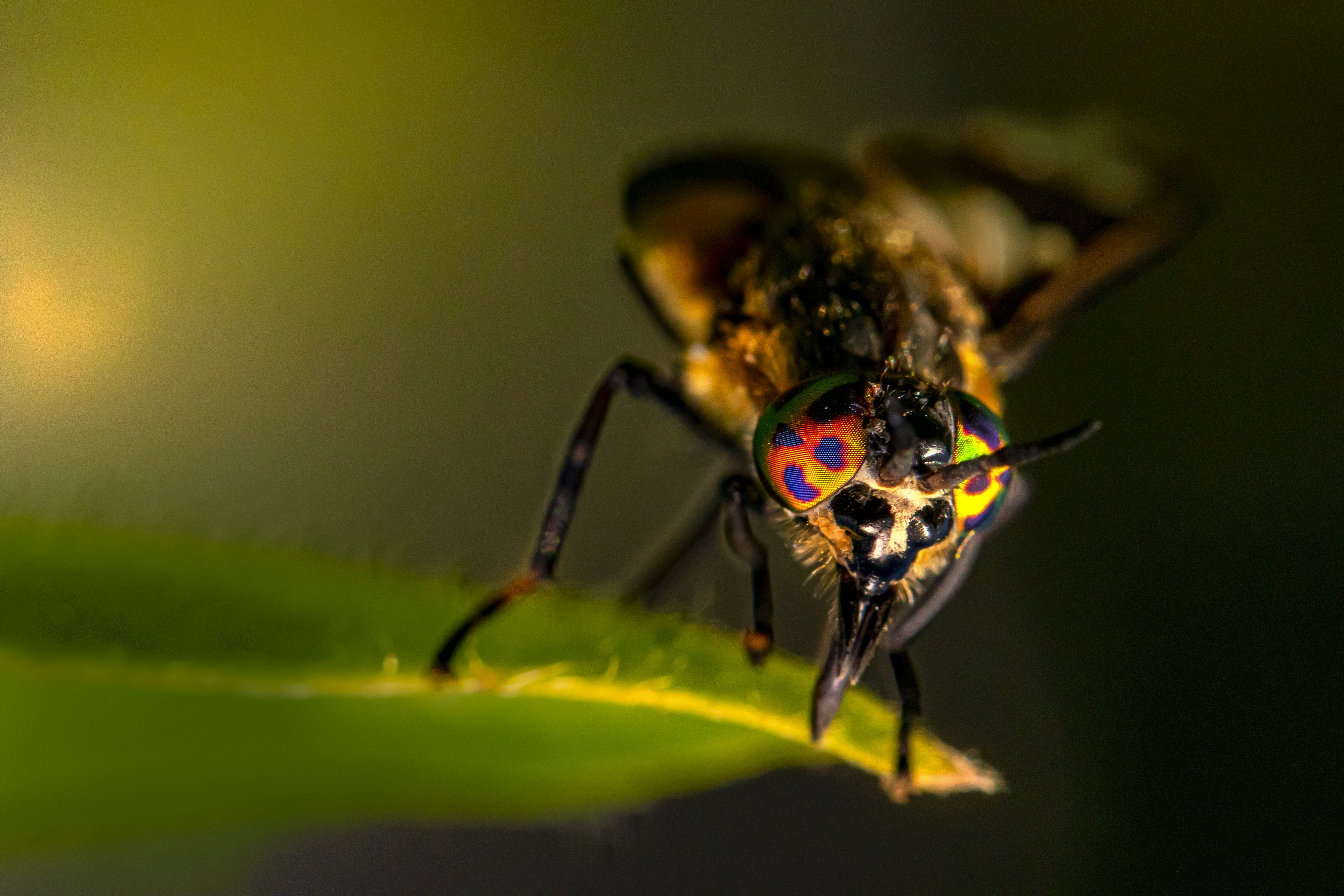 Imágenes de Mosca Del Caballo | Descarga imágenes gratuitas en Unsplash