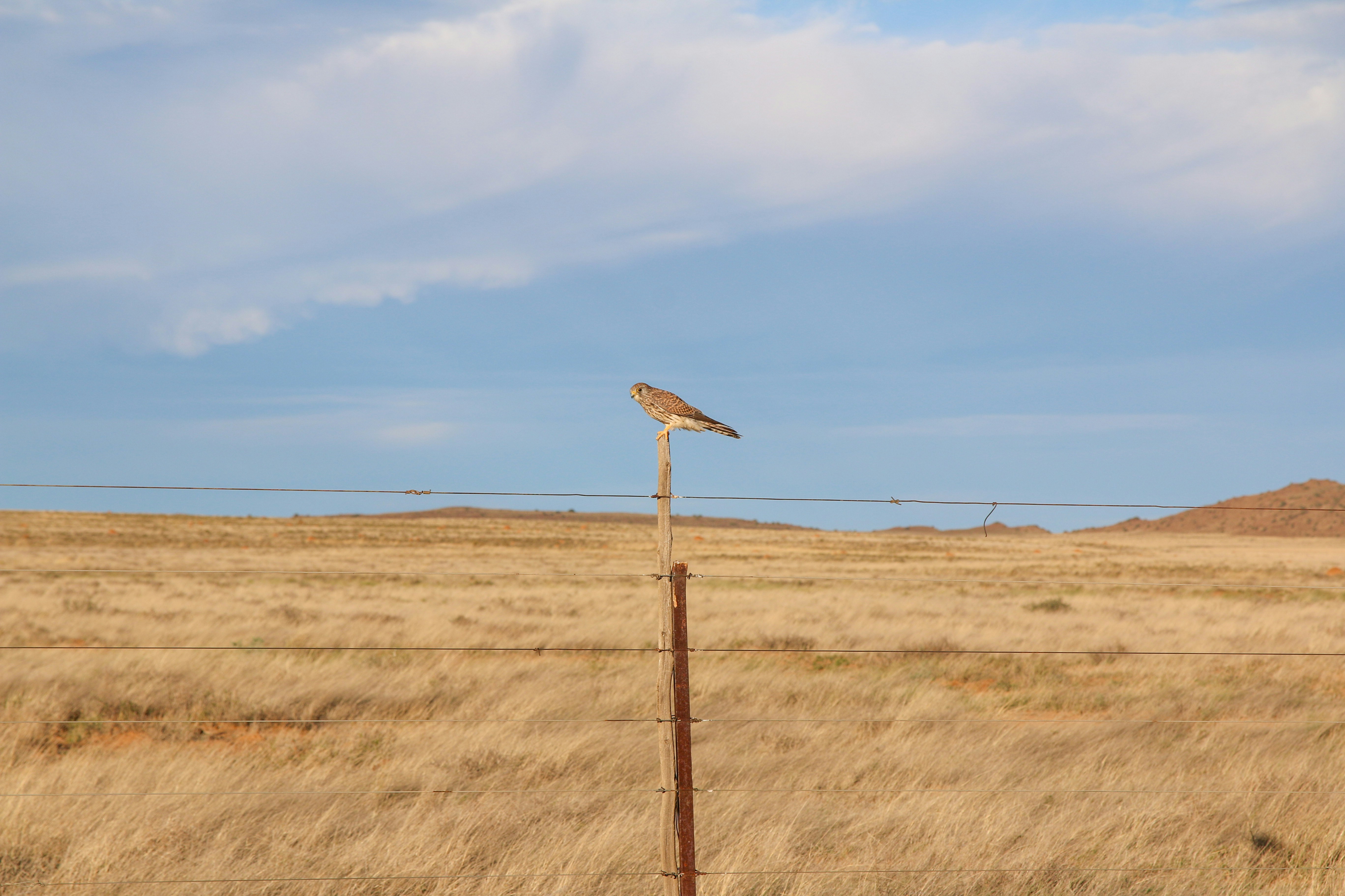 Horizon sentinel: a lone hawk on a weathered fence