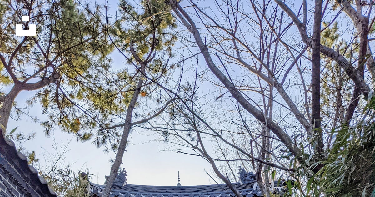 낮에는 녹색 나무 근처의 갈색과 회색 콘크리트 건물 사진 Unsplash의 무료 대한민국 이미지