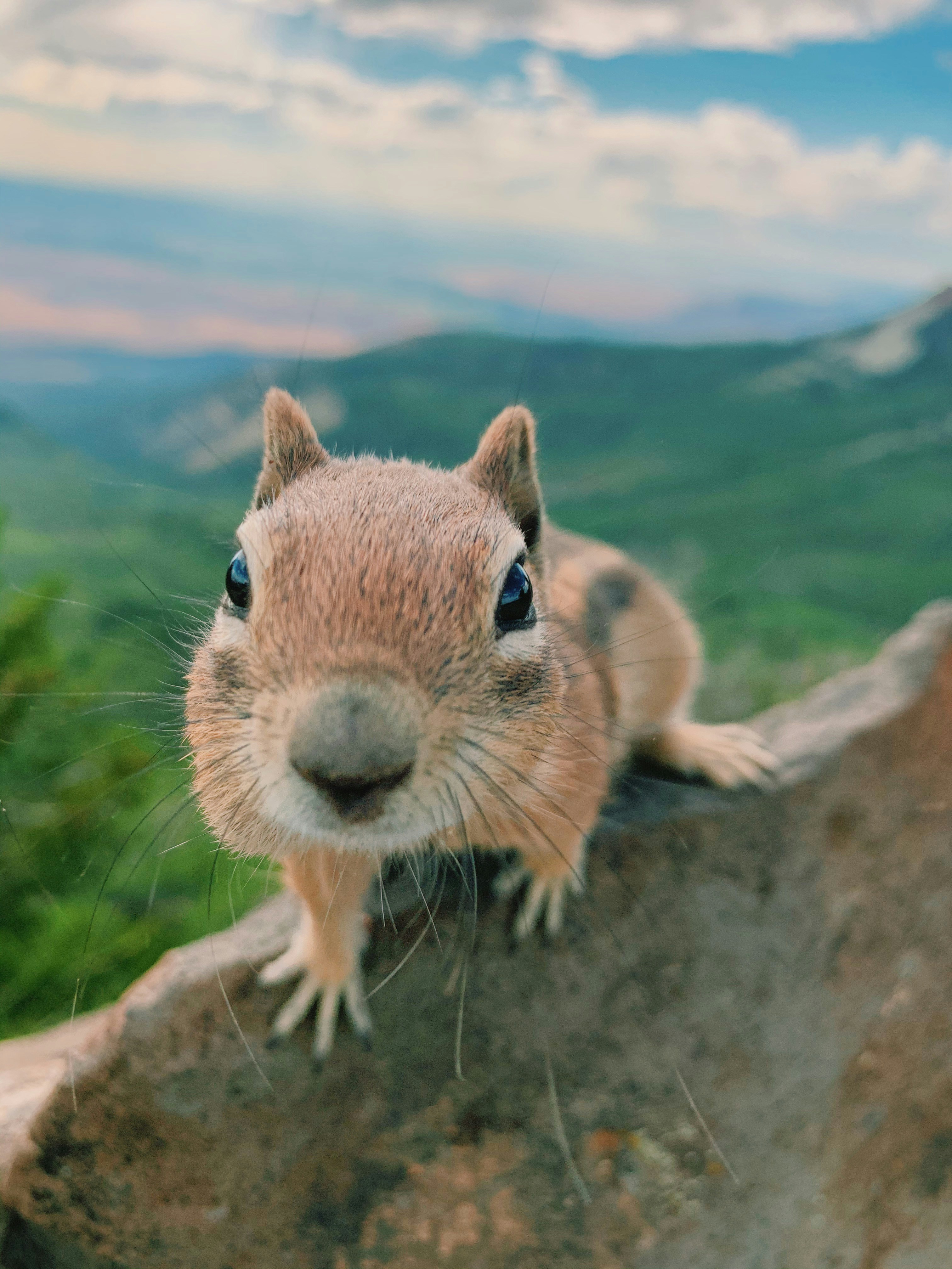 Curious chipmunk looking at the camera