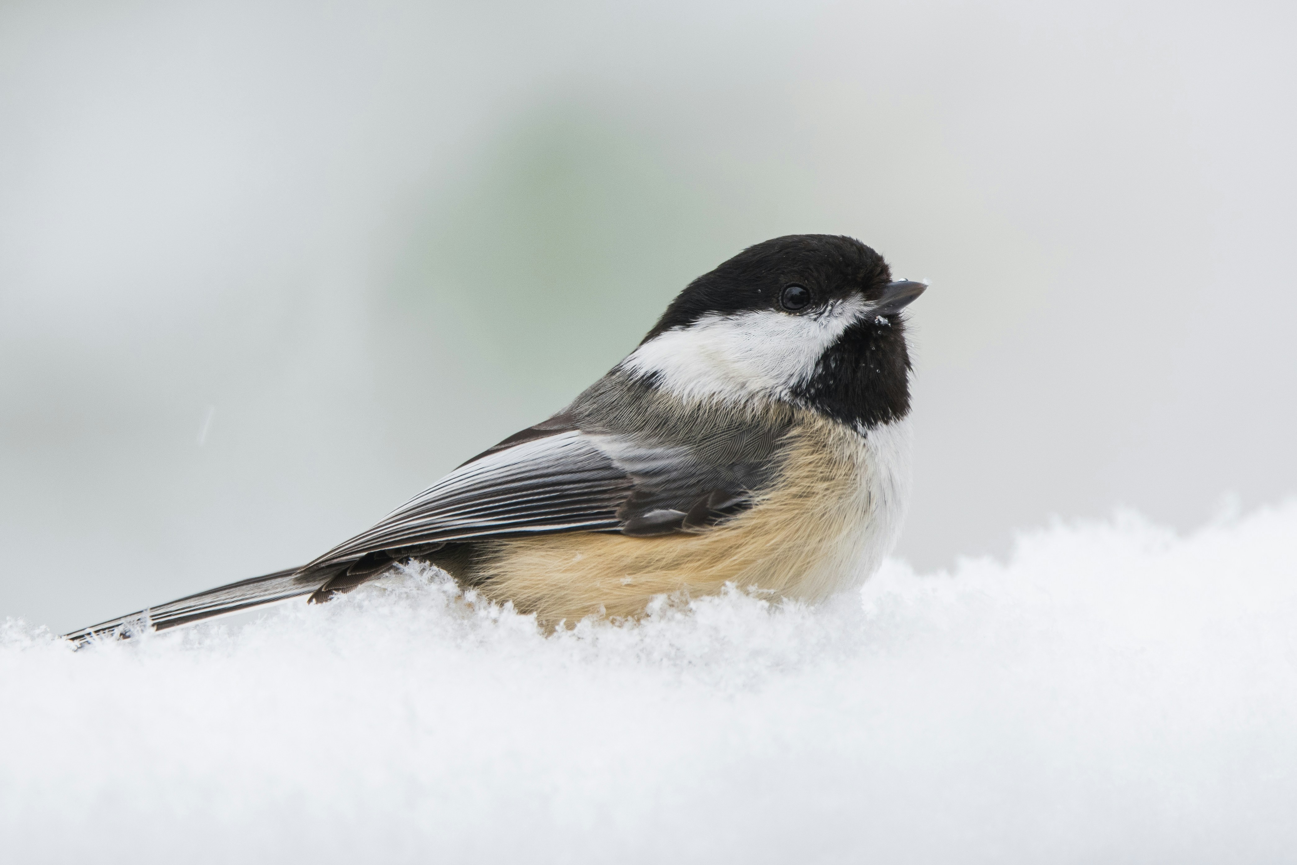 A marsh tit perched on a snowy surface, showcasing its distinctive black and white plumage against a soft, blurred background.