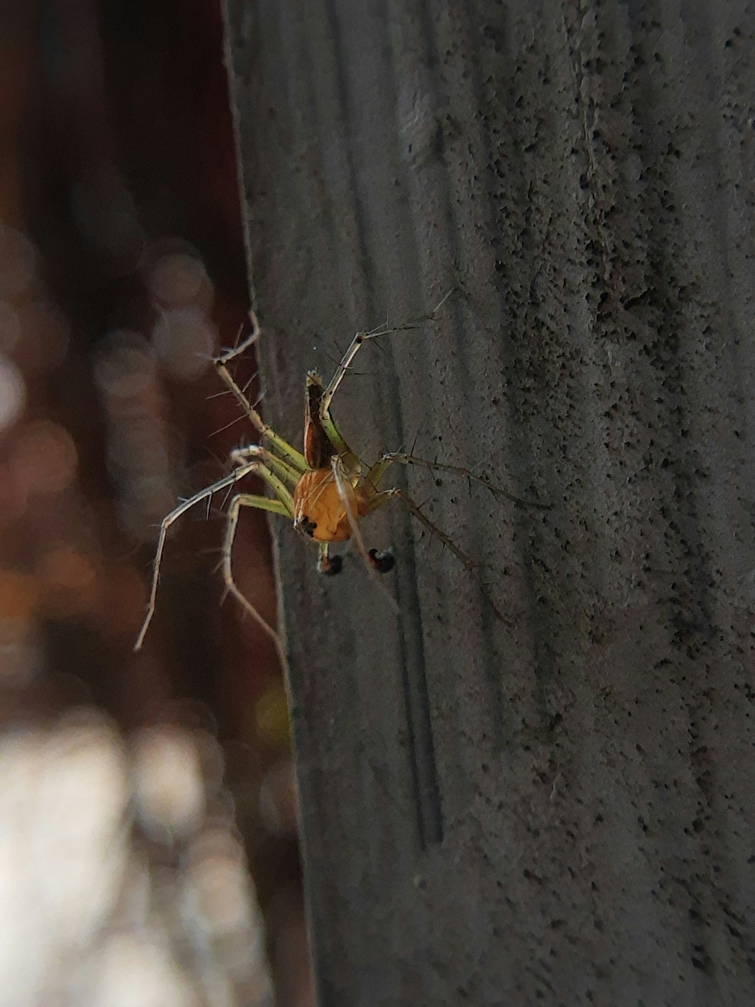 Tiny Orange Arachnid Clings to Weathered Steel