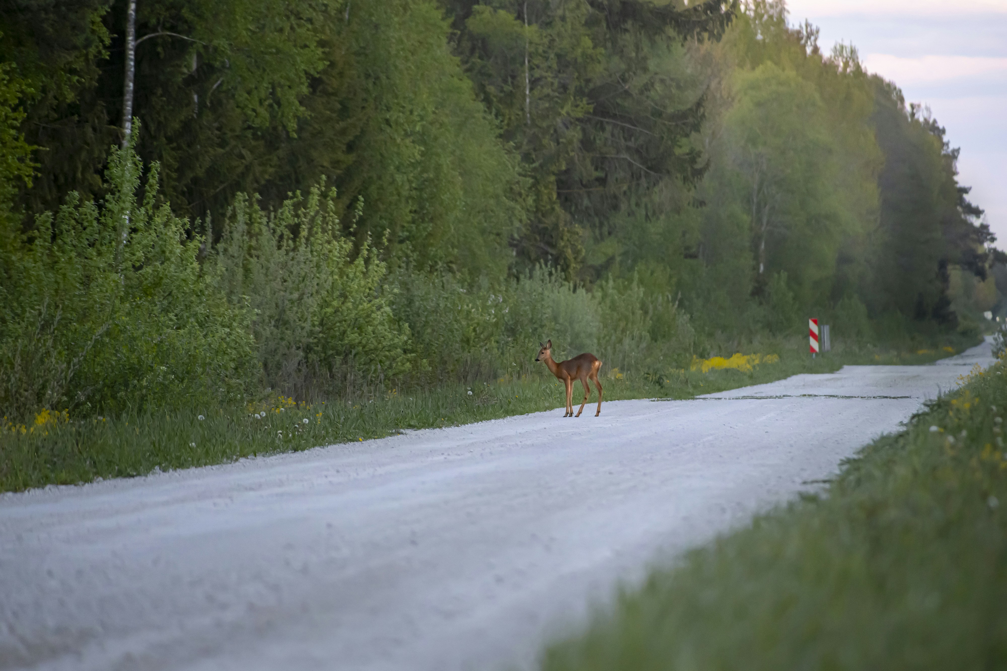 Un cerf traversant une route au milieu d’une forêt photo – Photo ...