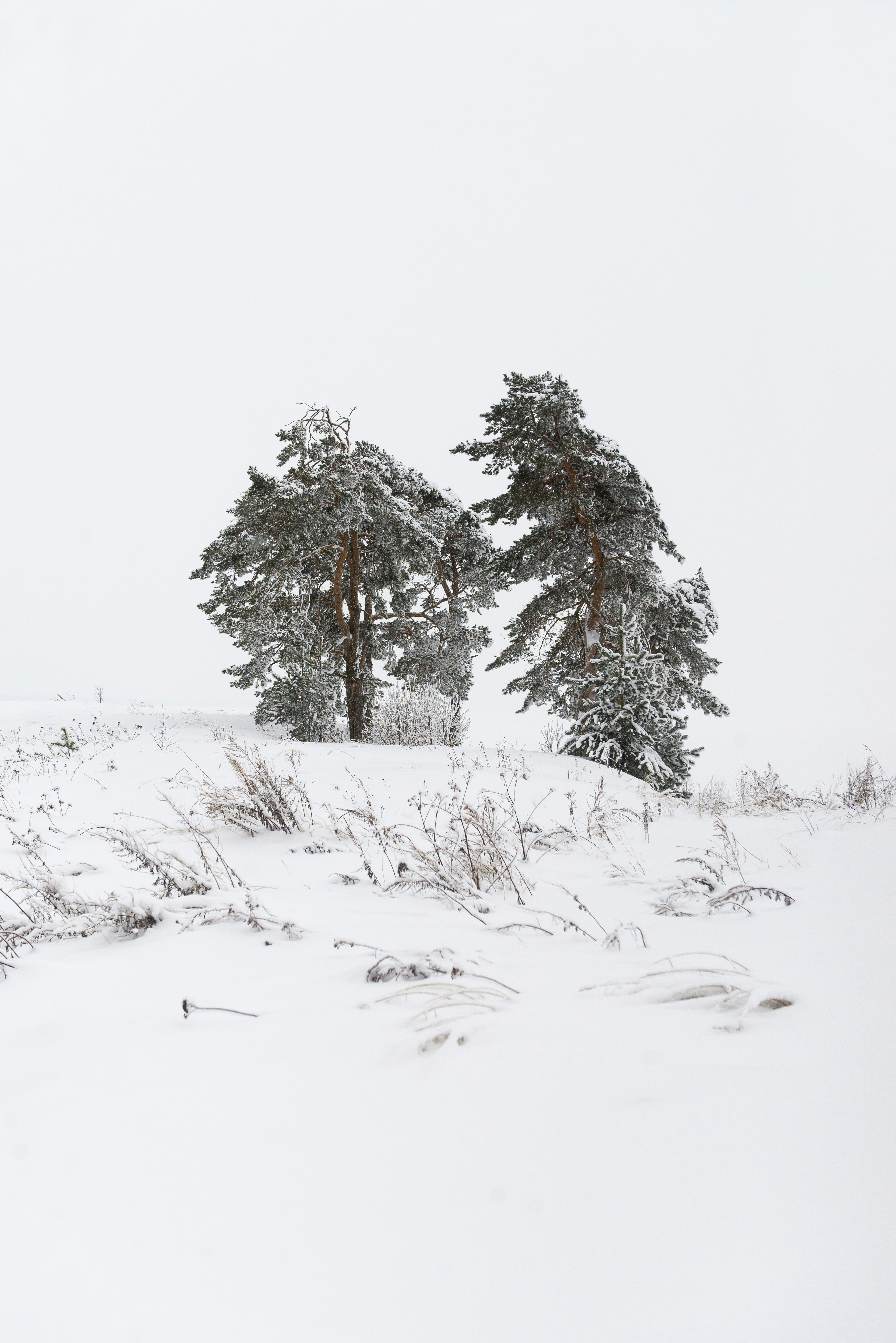 Green trees covered with snow during daytime photo – Free Nature Image ...