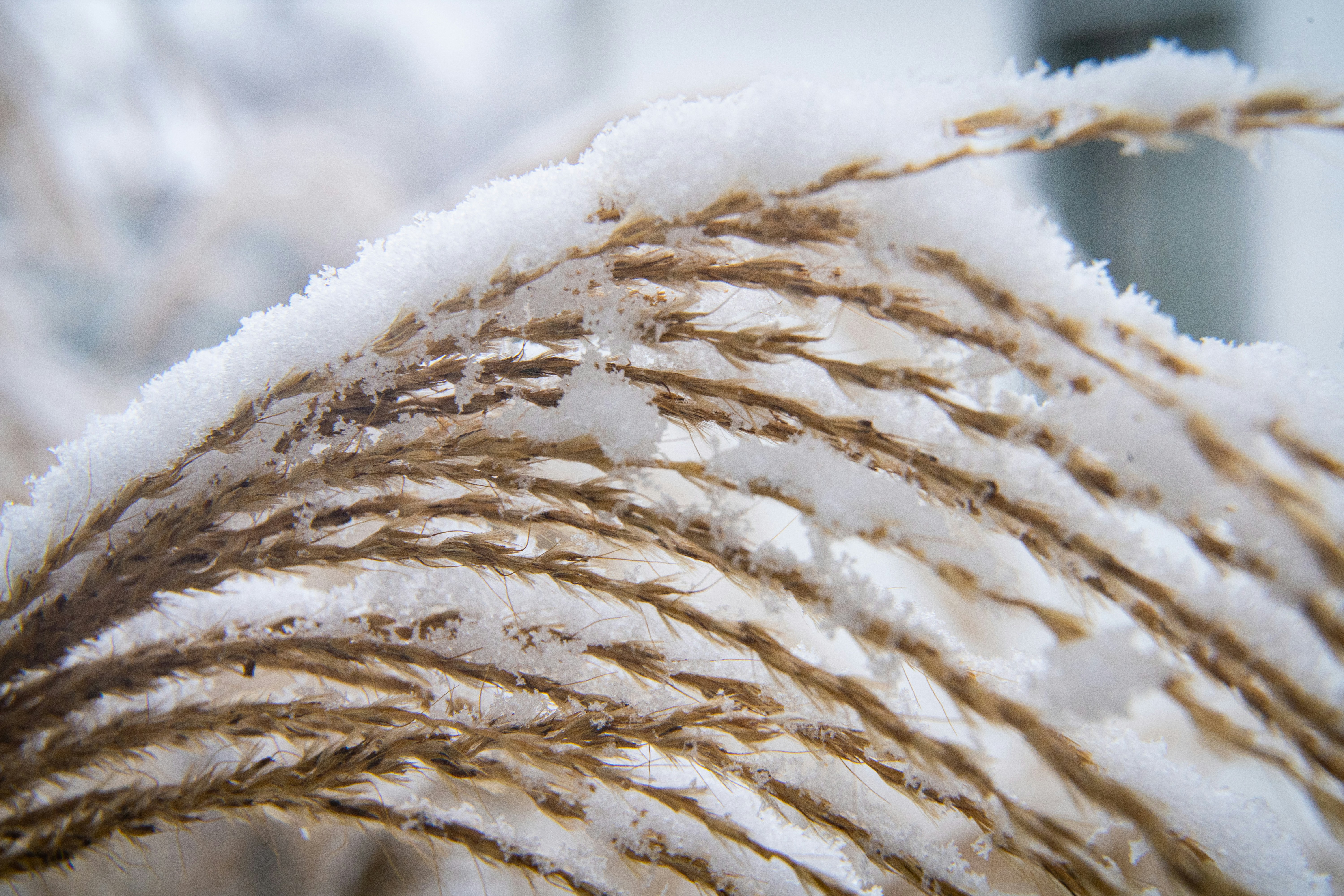 Snow-kissed Pampas Grass: a Quiet Close-Up in Winter Light