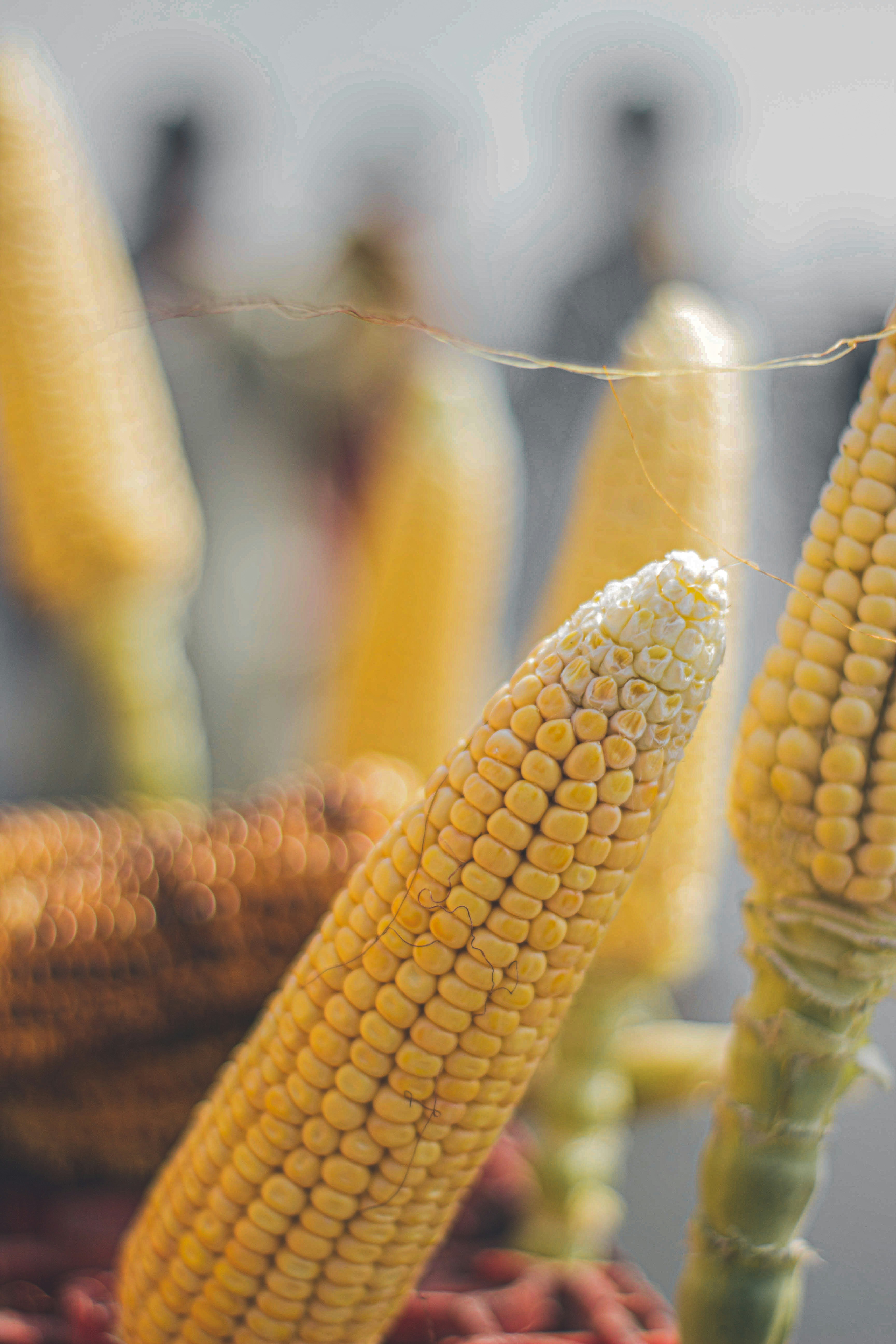Close-up of vibrant yellow corn cobs arranged artistically, with blurred figures in the background creating depth.