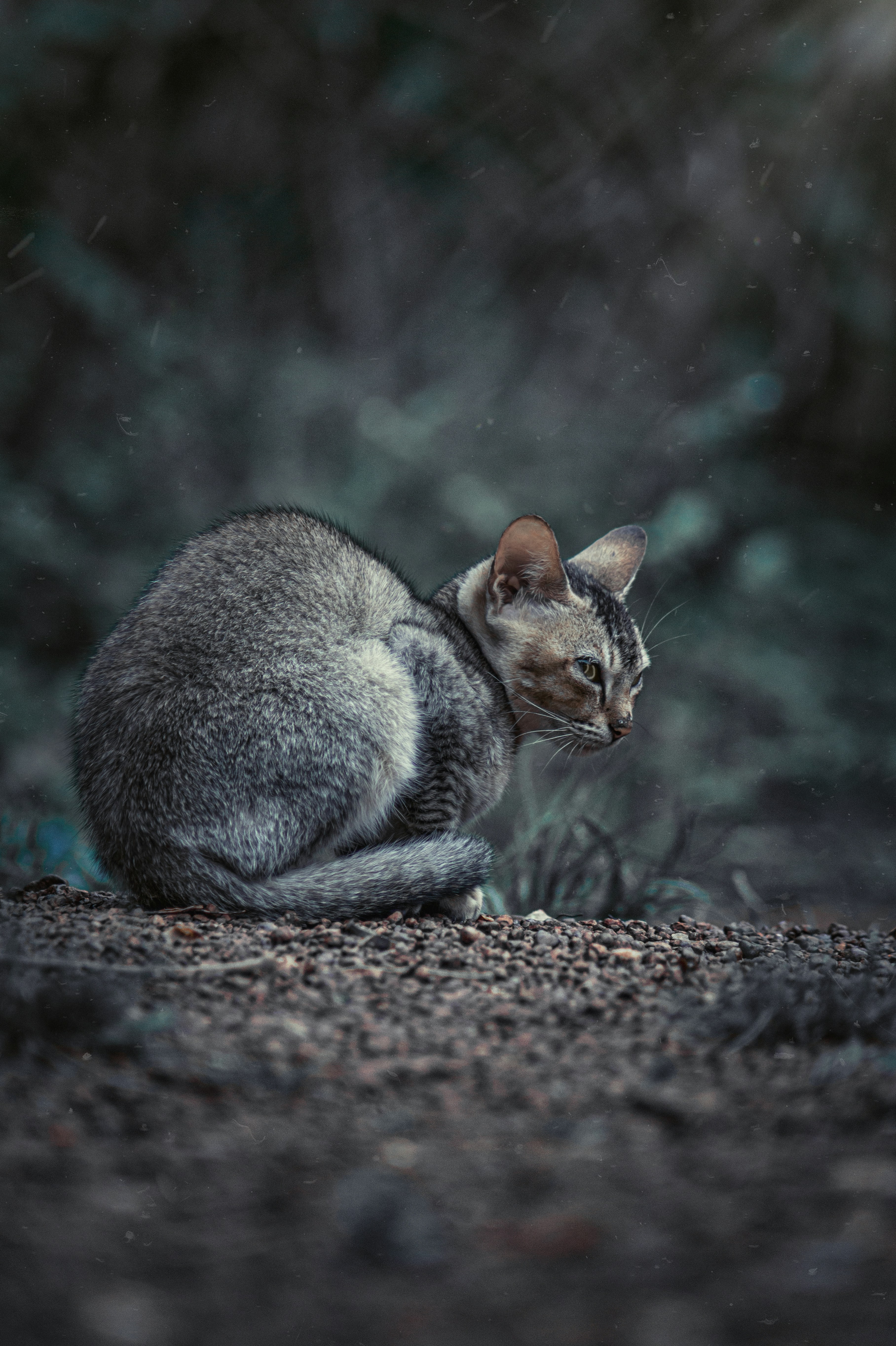 Quiet Gray Cat on a Damp Gravel Verge