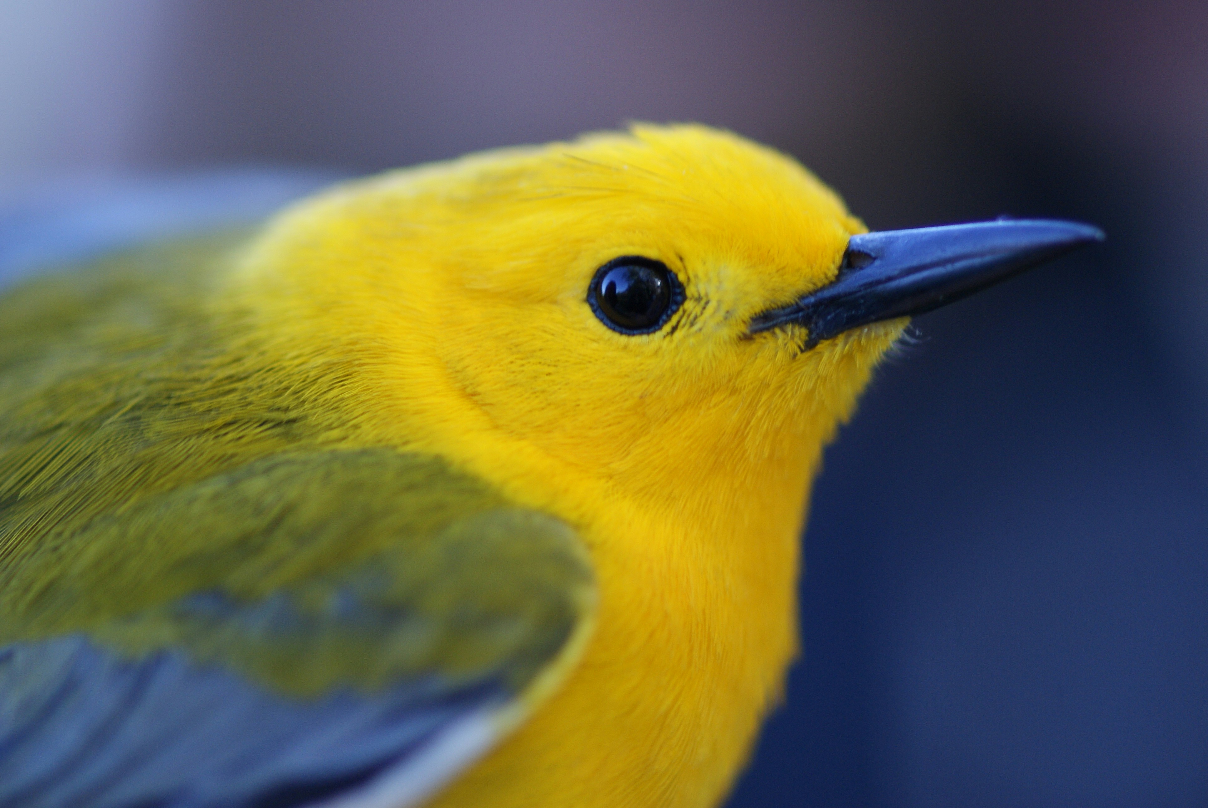 Close-up photograph of a vivid yellow warbler with a blue-gray beak against a cool blue background. It emphasizes feather texture and the bird's attentive eye.