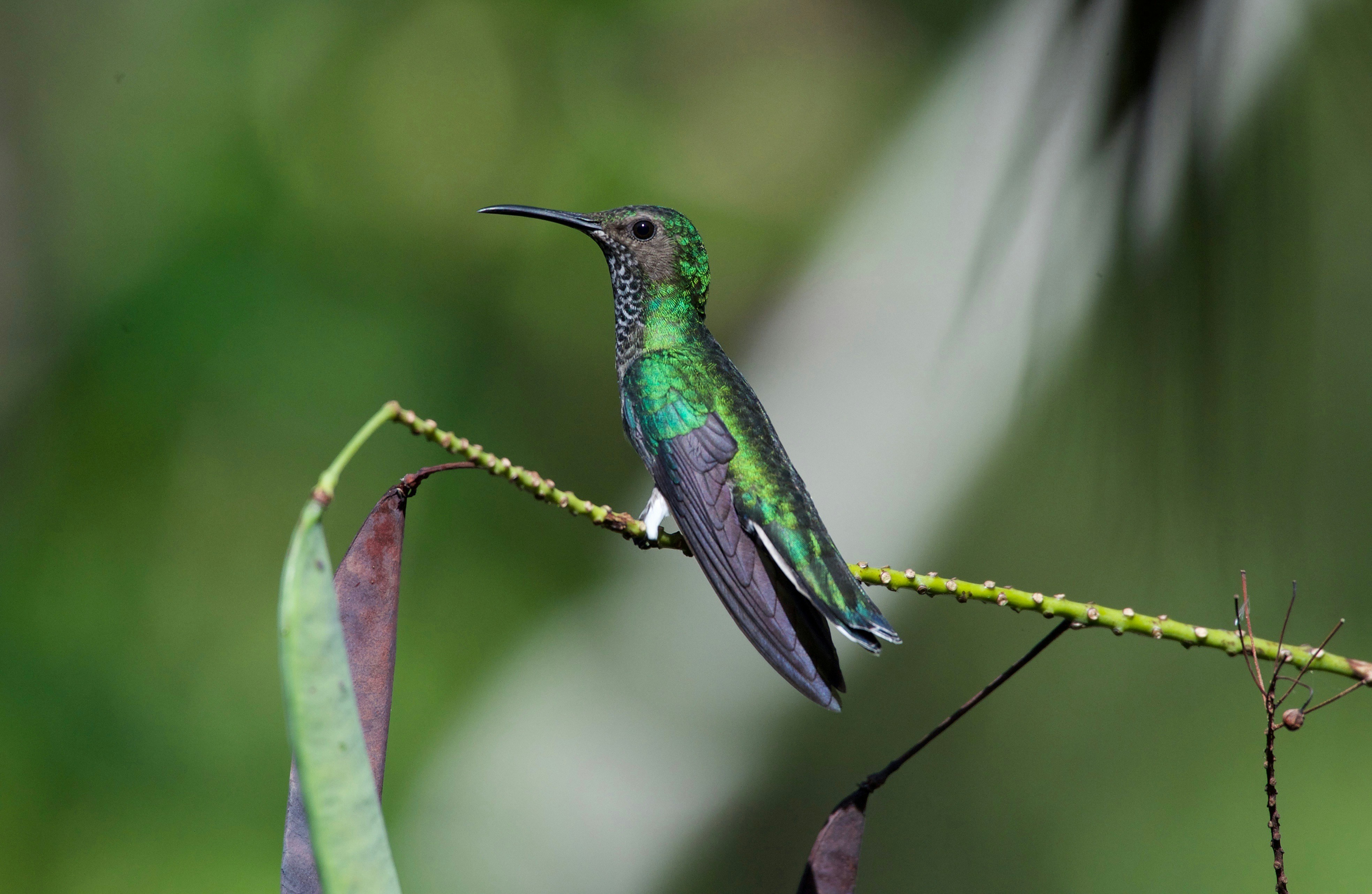 A vibrant hummingbird perched on a slender branch, showcasing its iridescent green feathers against a blurred natural backdrop.