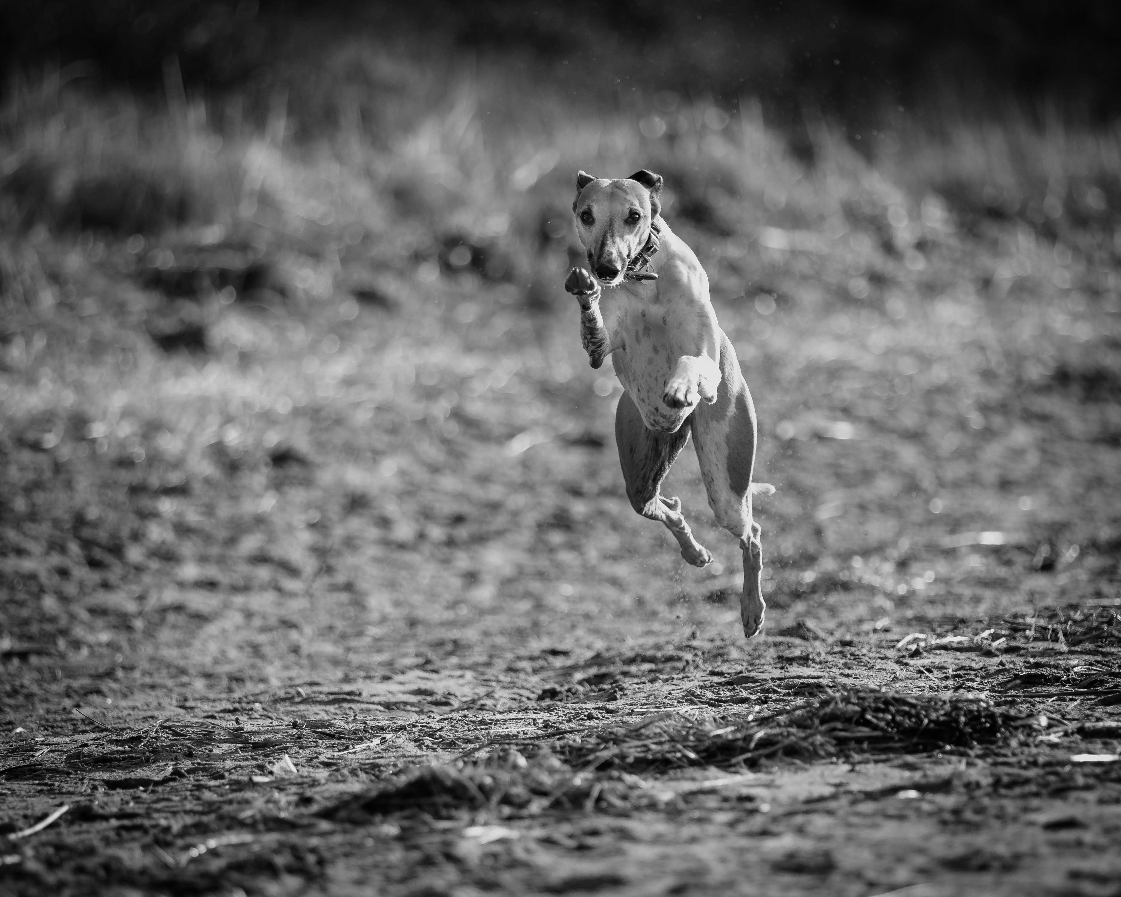 Stop Action Photography Dog