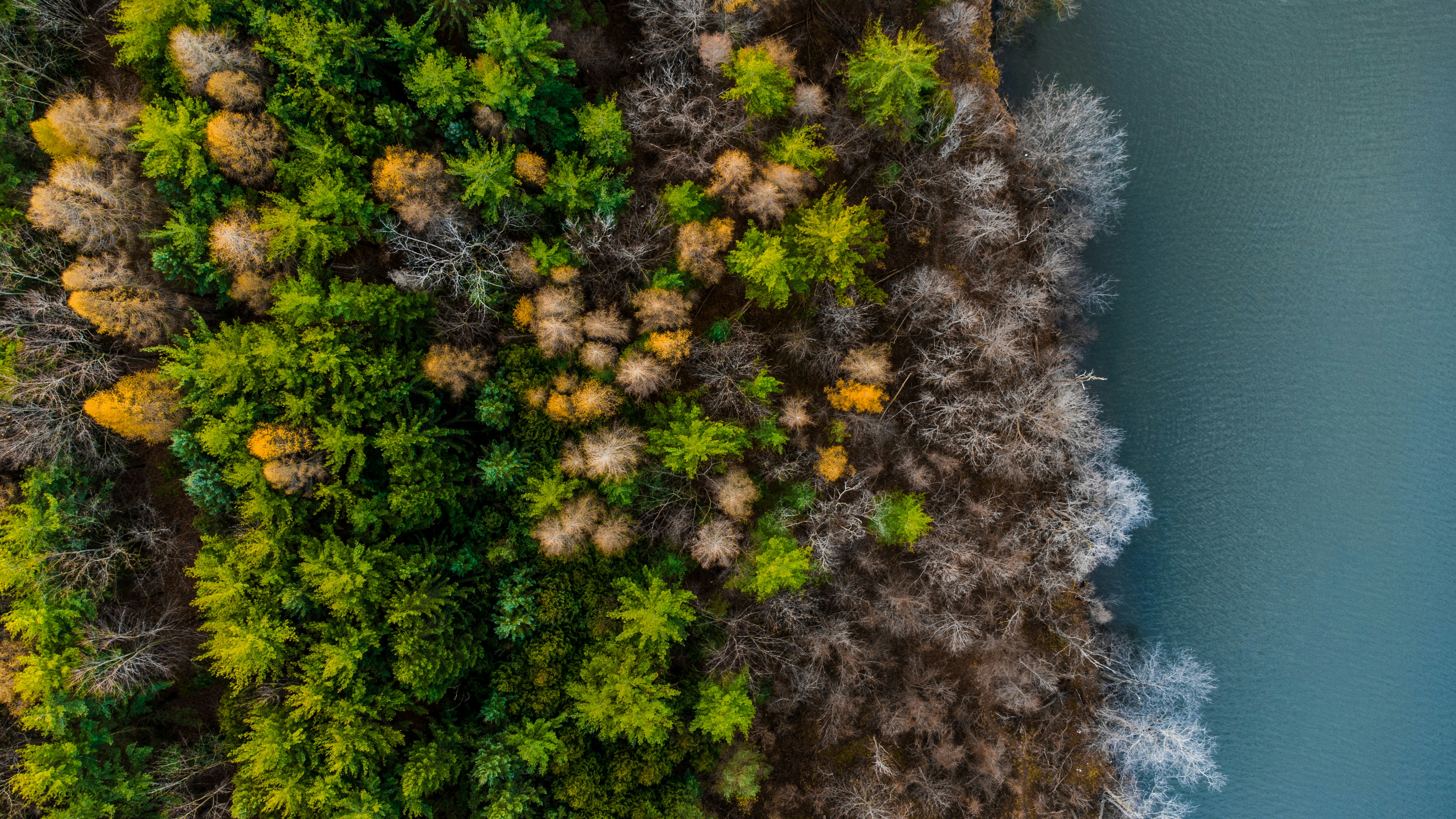 Aerial view of a vibrant forest transitioning from lush greens to autumn hues, meeting a serene body of water. The contrast between the foliage and the water creates a striking visual.