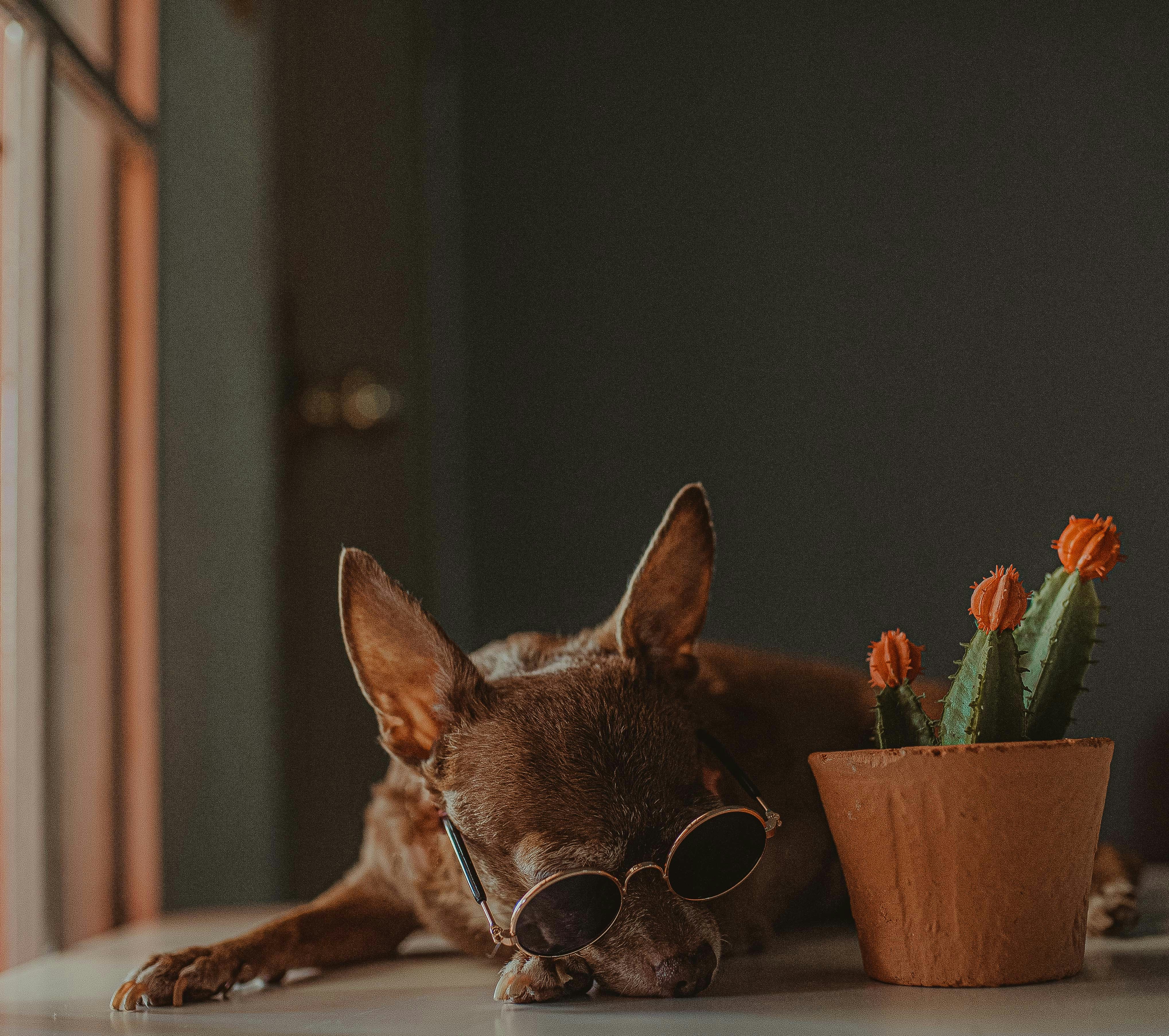 Nap Time in a Minimalist Window Light