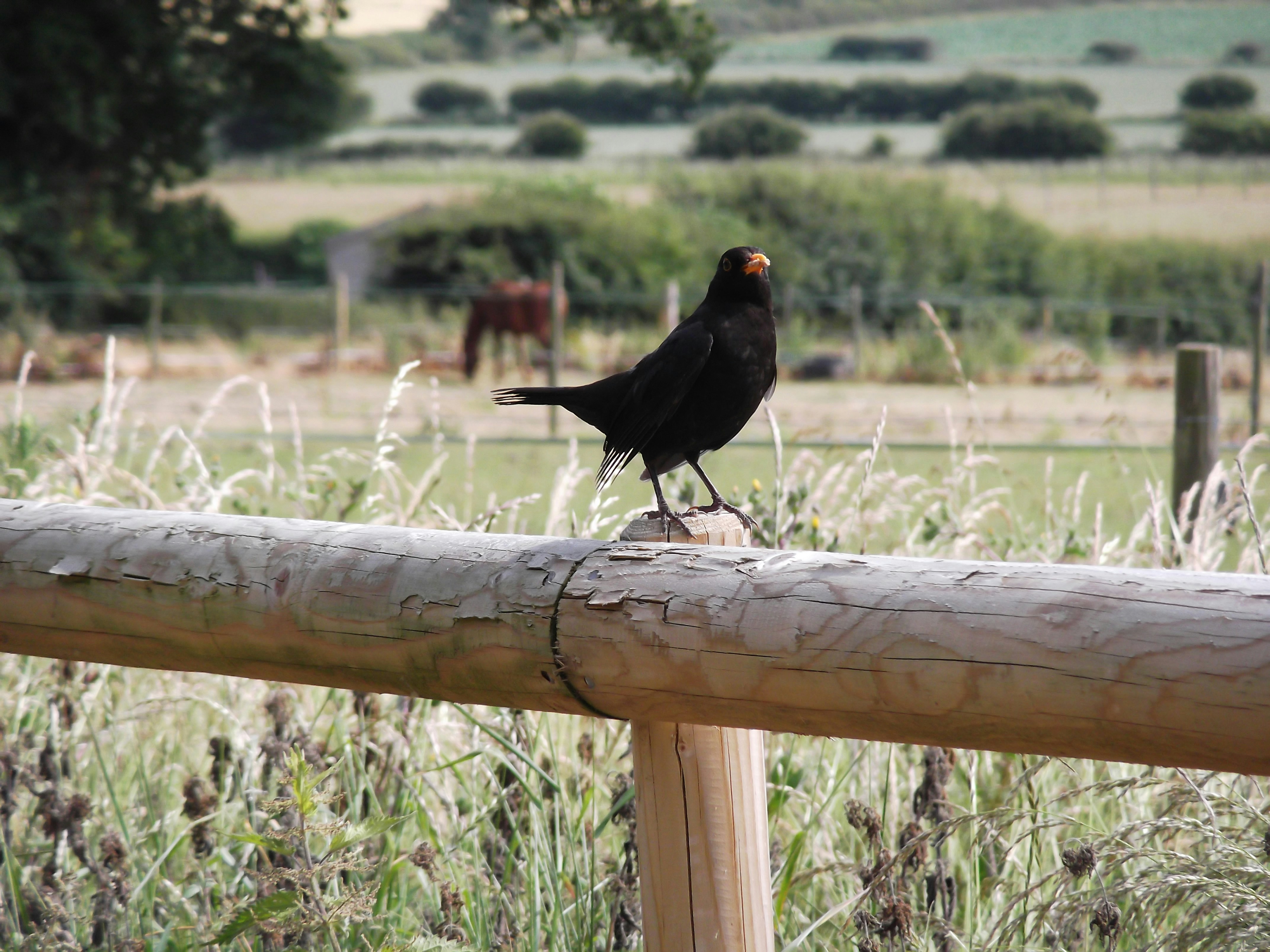 Perched in Golden Quiet: Blackbird on a Weathered Fence Rail