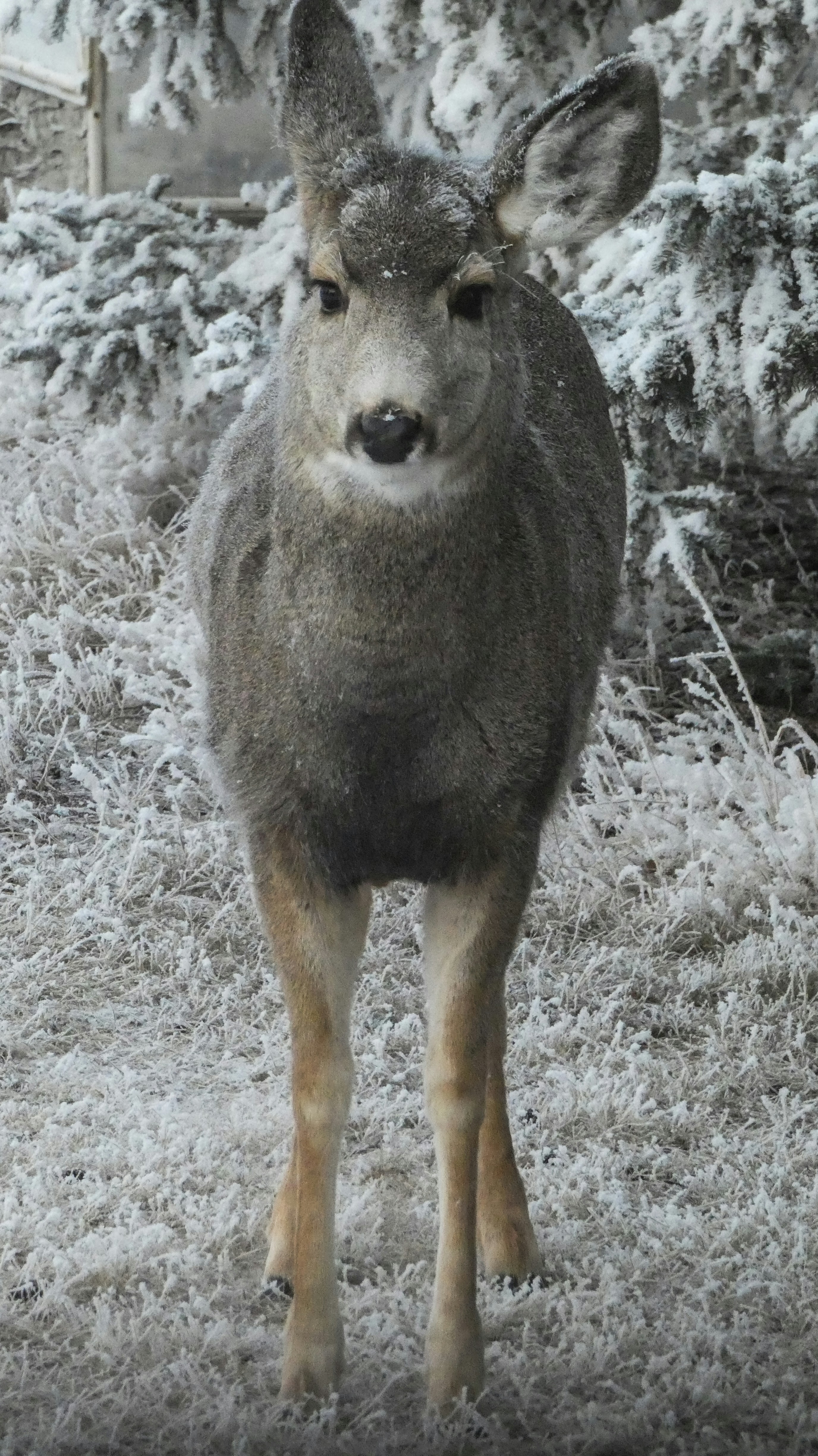 A deer stands gracefully amidst a frost-covered landscape, showcasing its serene presence in a winter wonderland.