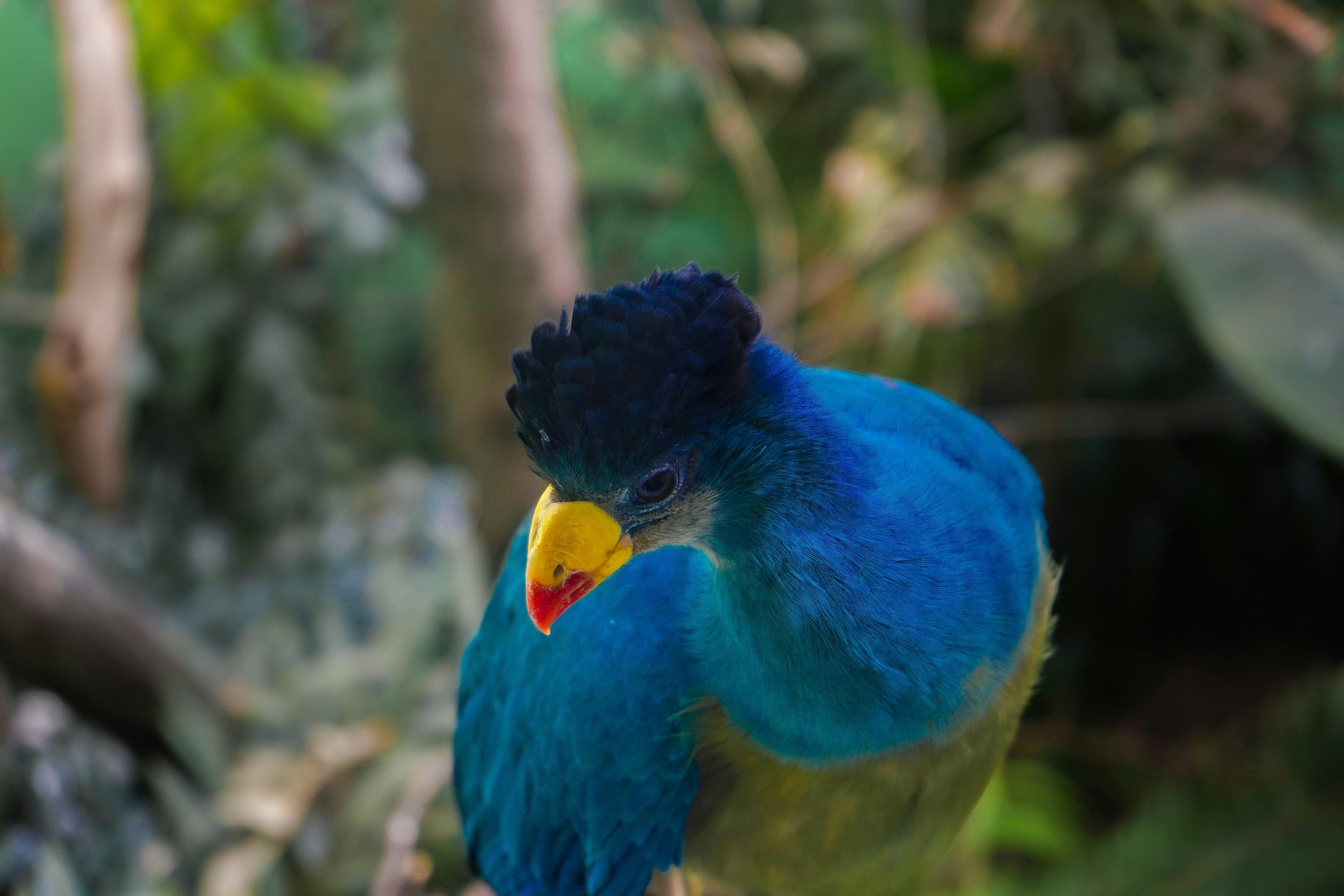 Colorful bird with striking blue plumage and a distinct yellow beak, set against a lush, green backdrop.