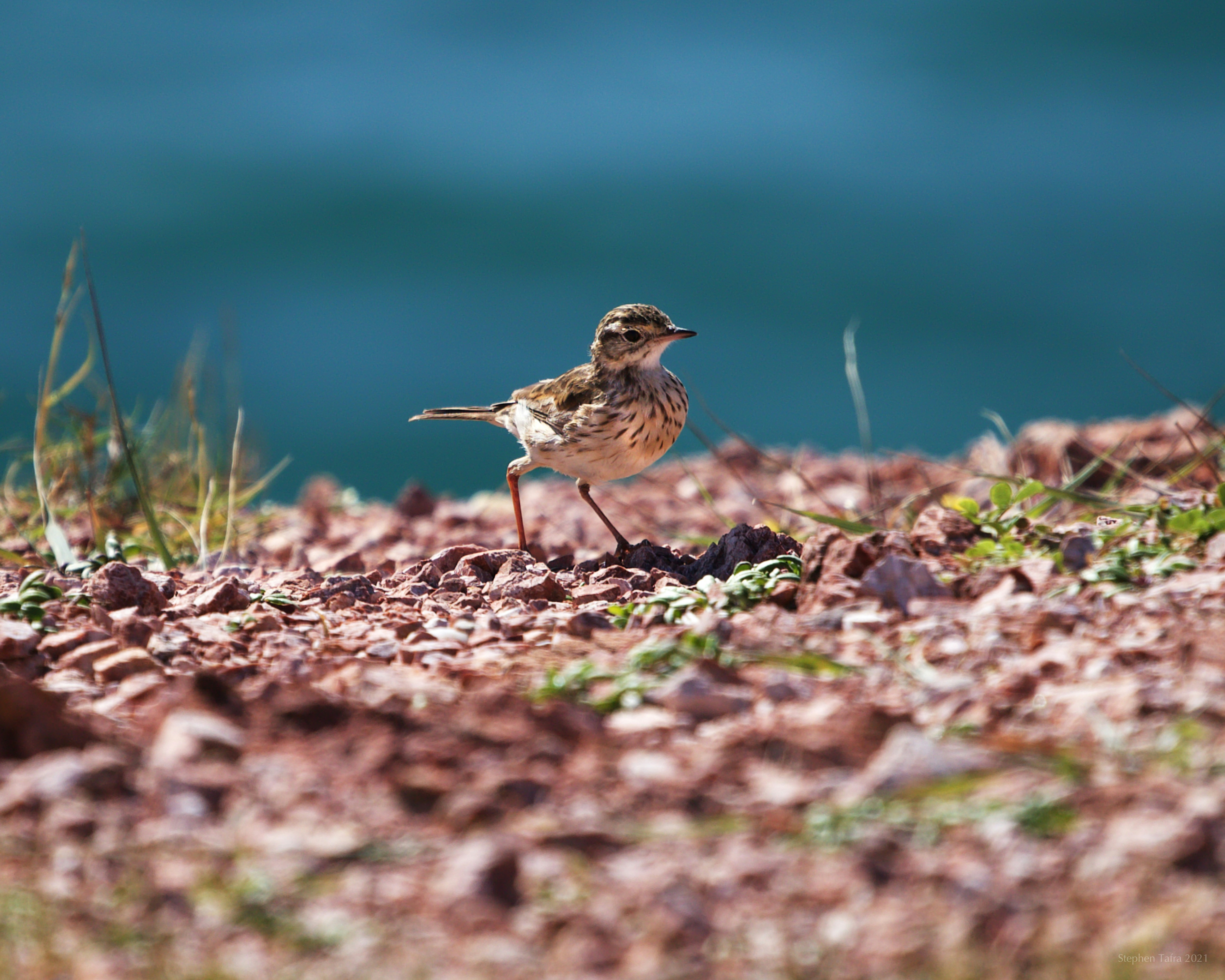 Pebble-Stride by Turquoise Water: A Wary Shorebird
