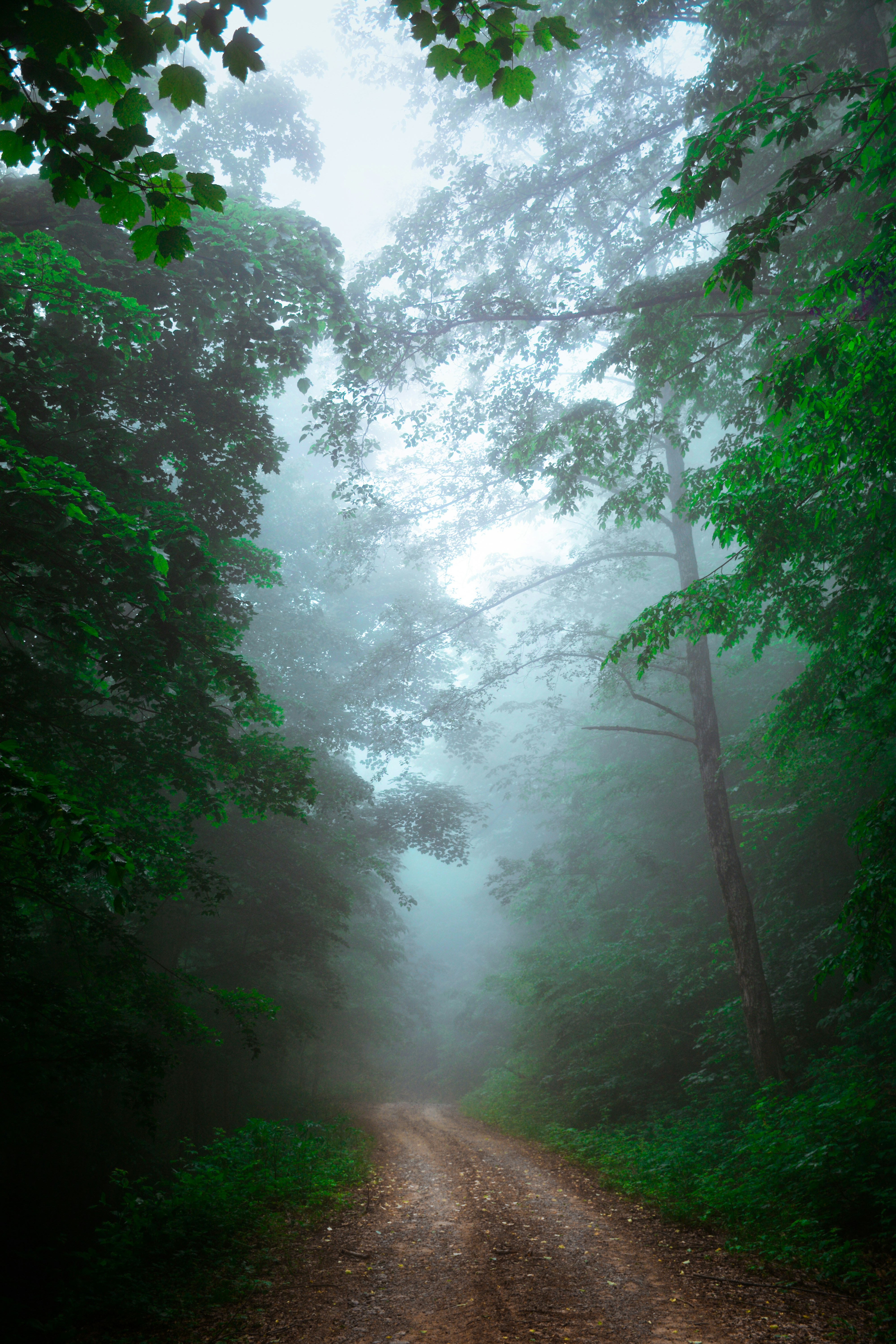 Mist-Wrapped Trail: A Forest Path Vanishing into Fog