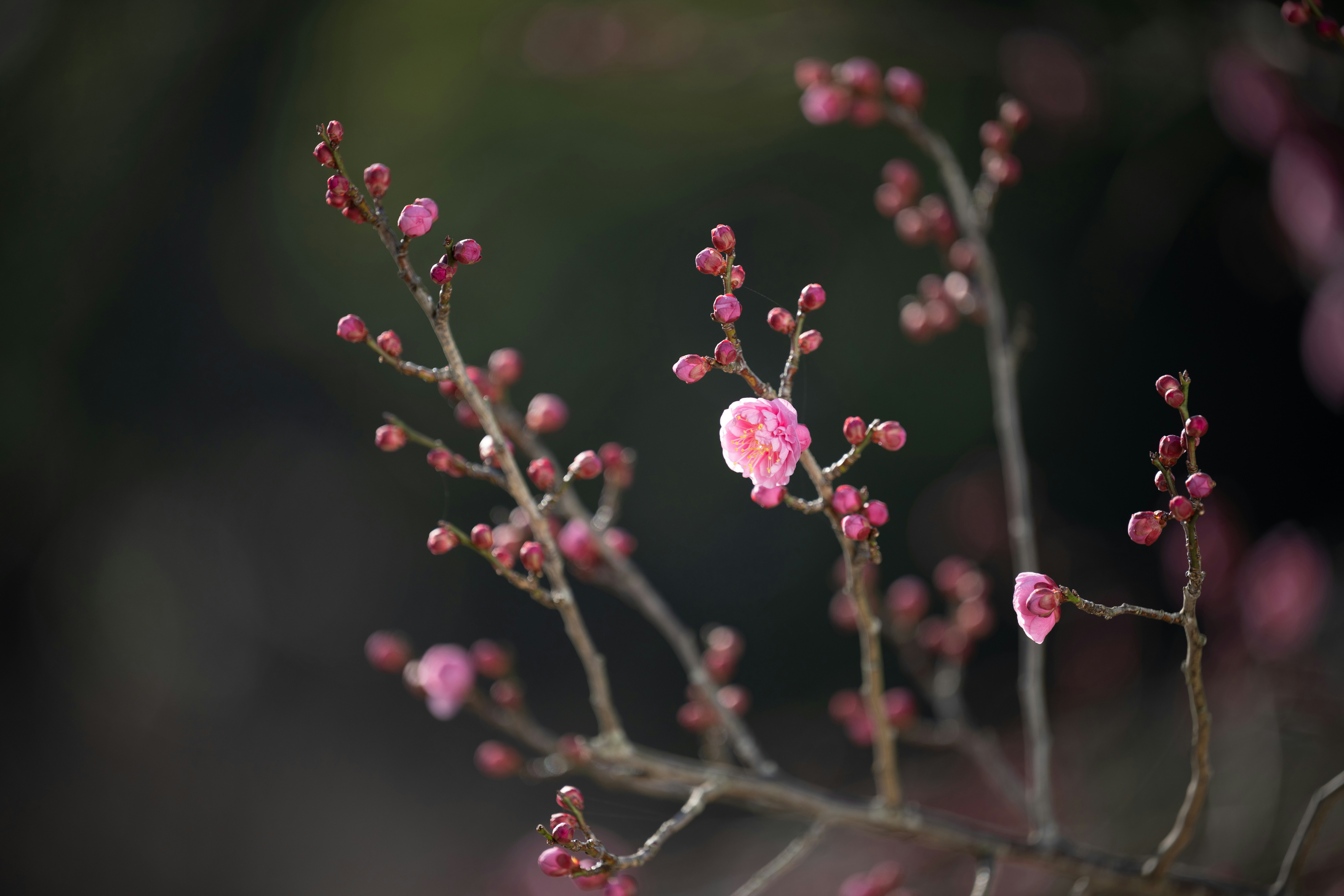 Delicate pink blossoms emerge from slender branches, signaling the arrival of spring. The soft focus background enhances the floral details.