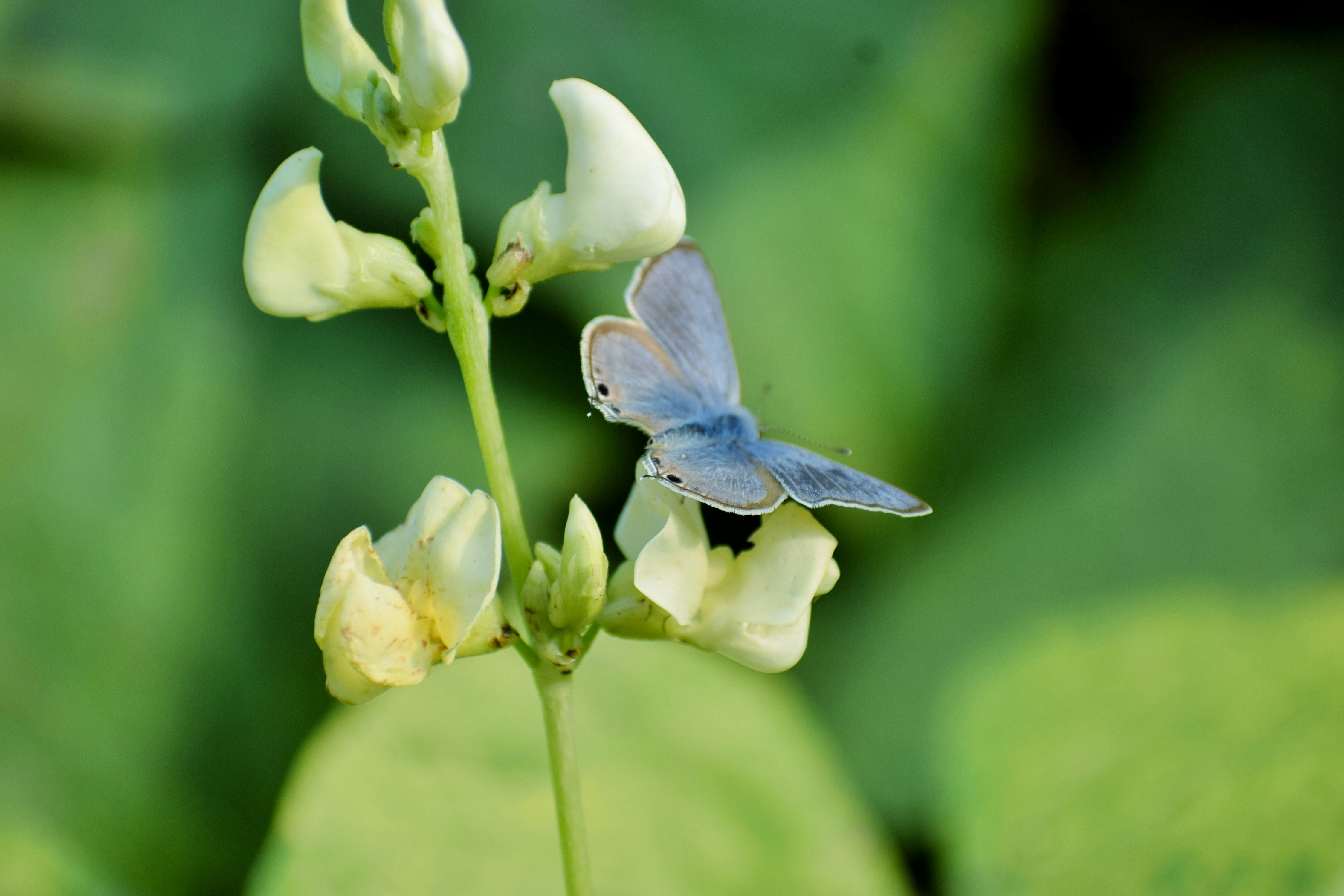 Azure-winged butterfly resting on creamy blooms amid a verdant blur
