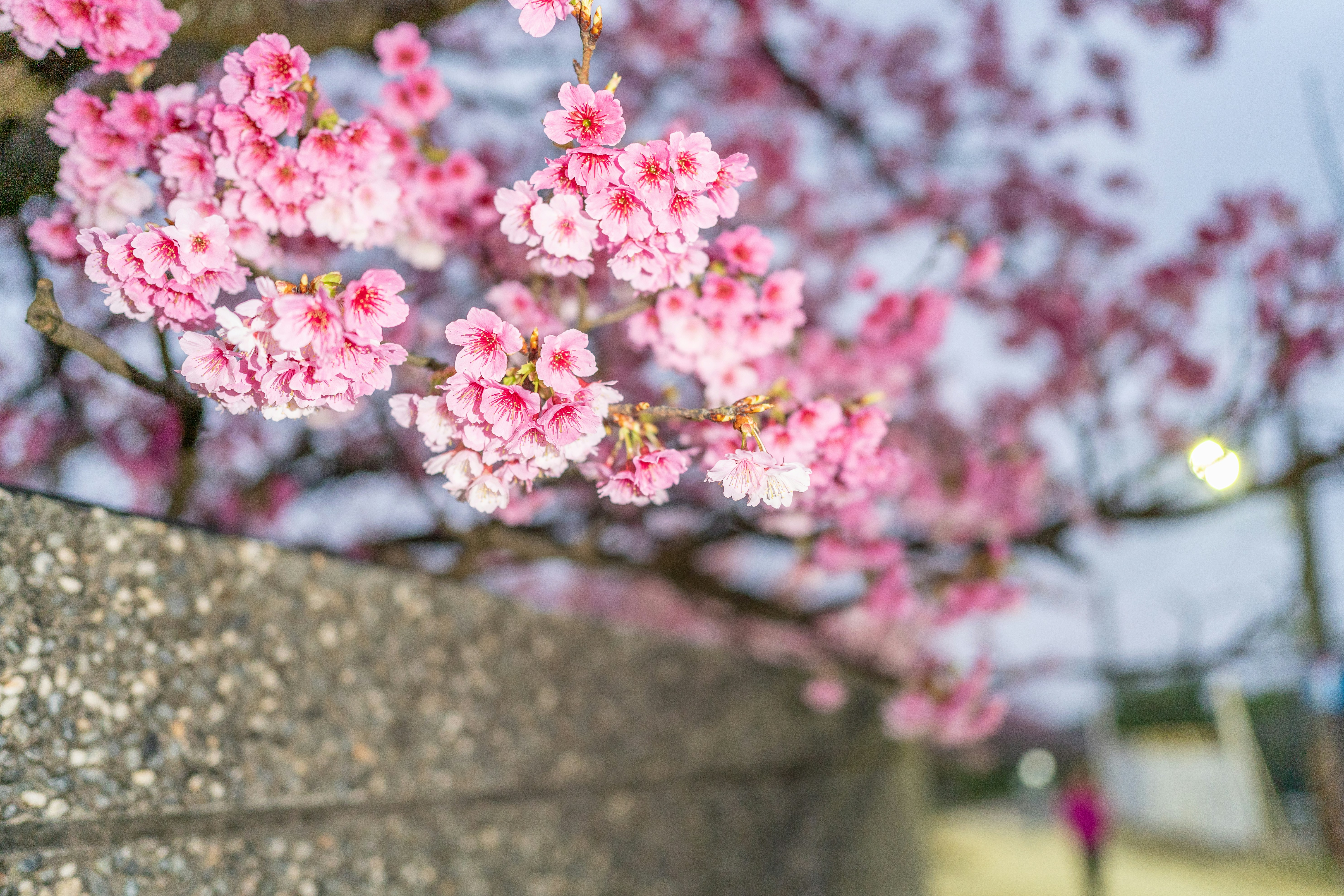 Pink Blossom Echoes Against a Granite Wall