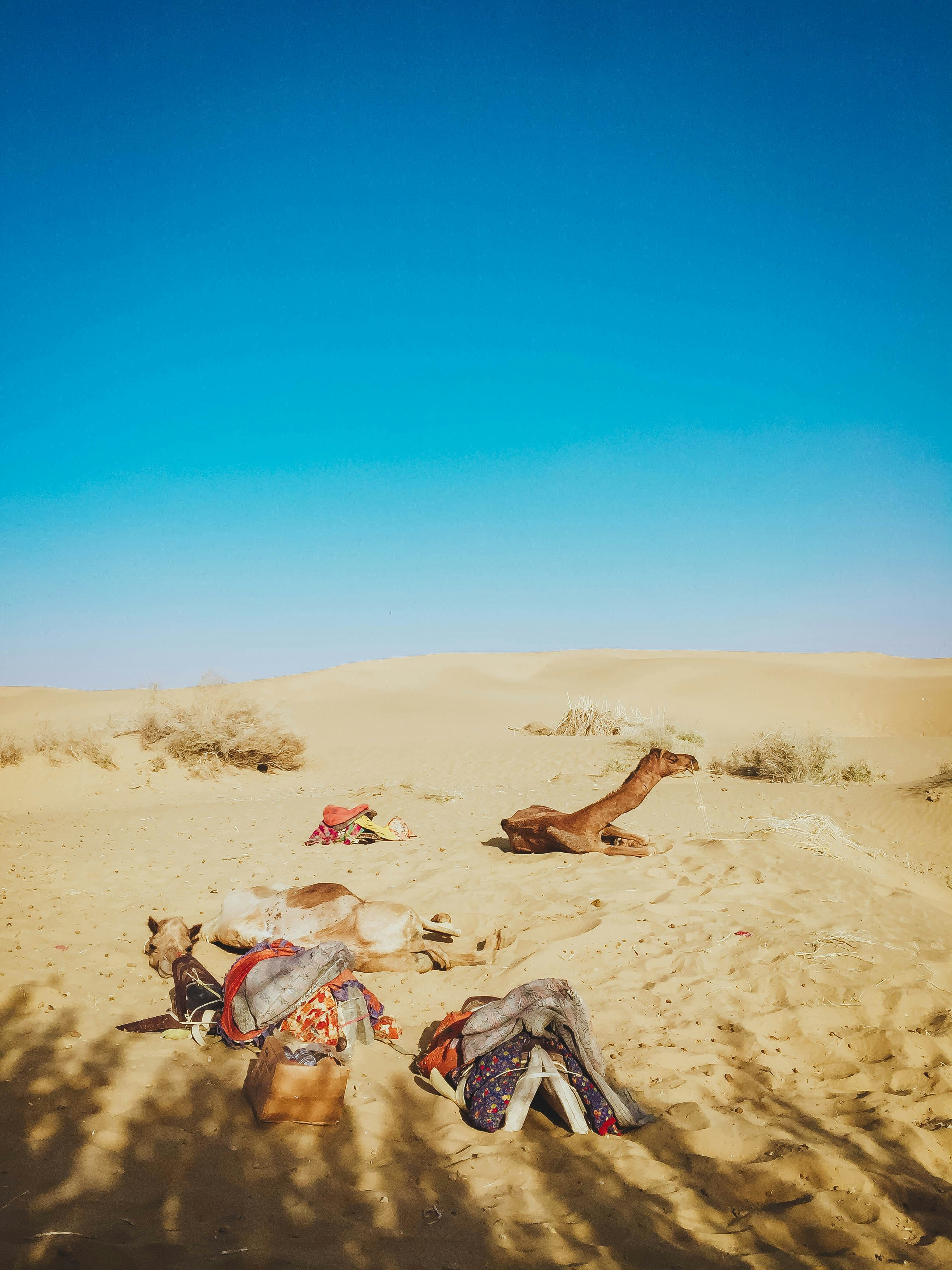 brown camel on desert during daytime