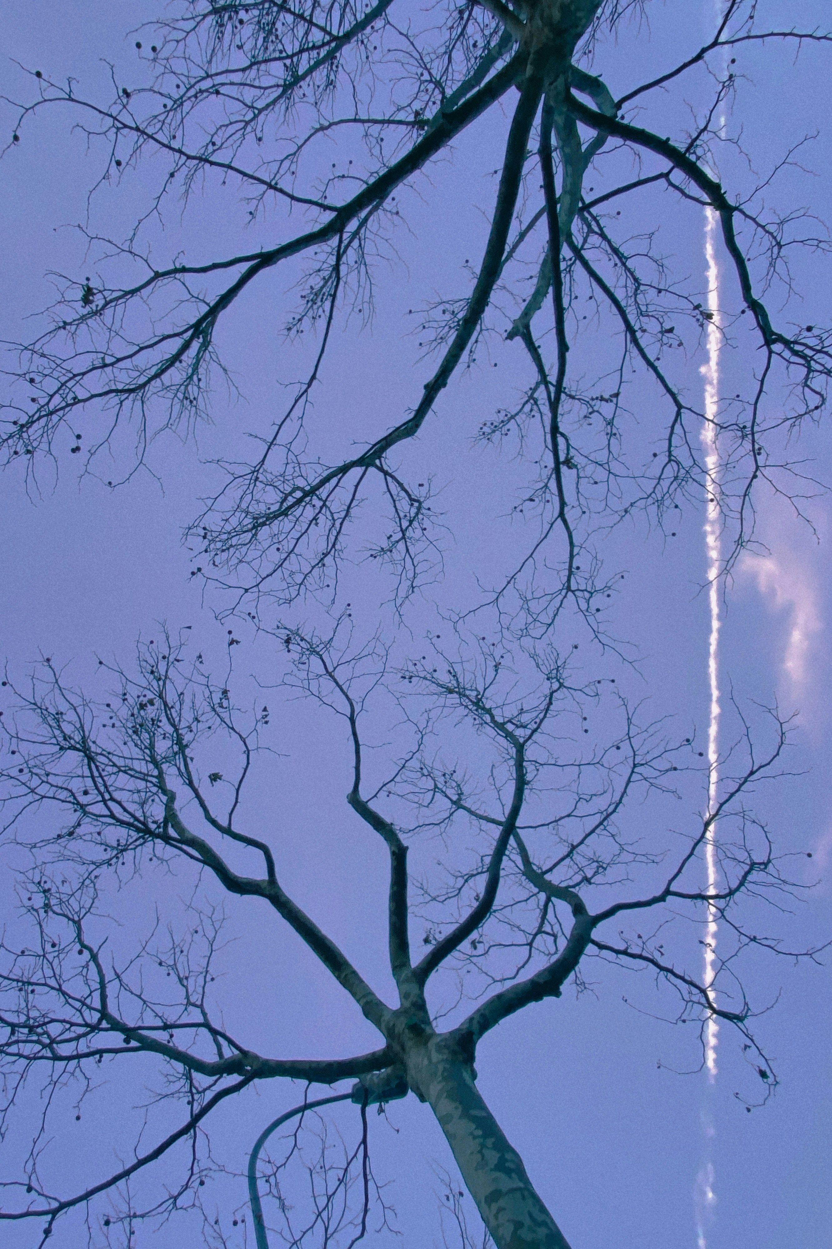 Bare Branches Reach Toward a Pale Sky and a Slender Contrail