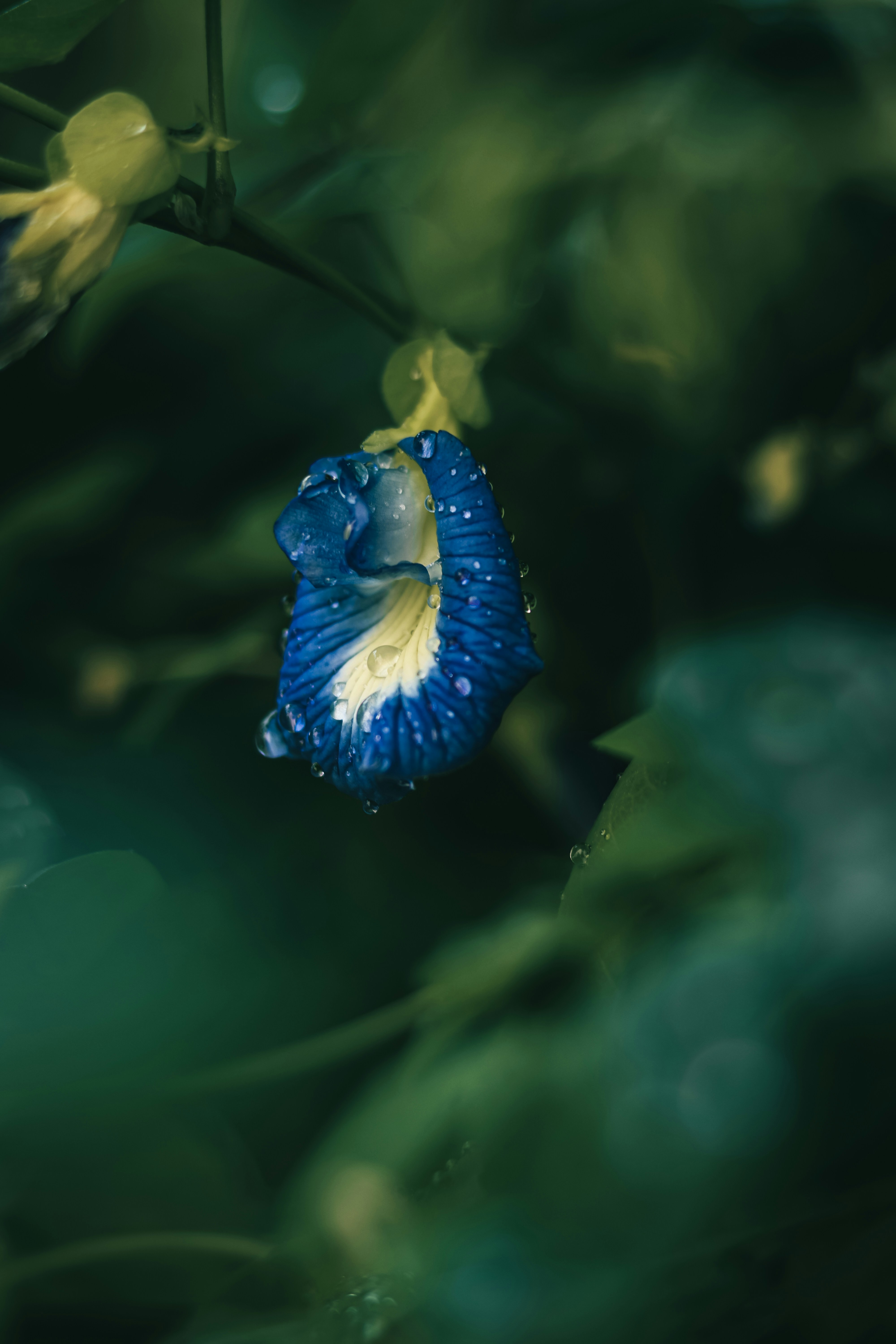 Dew-Kissed Blue Bloom in a Velvet Green Shadow